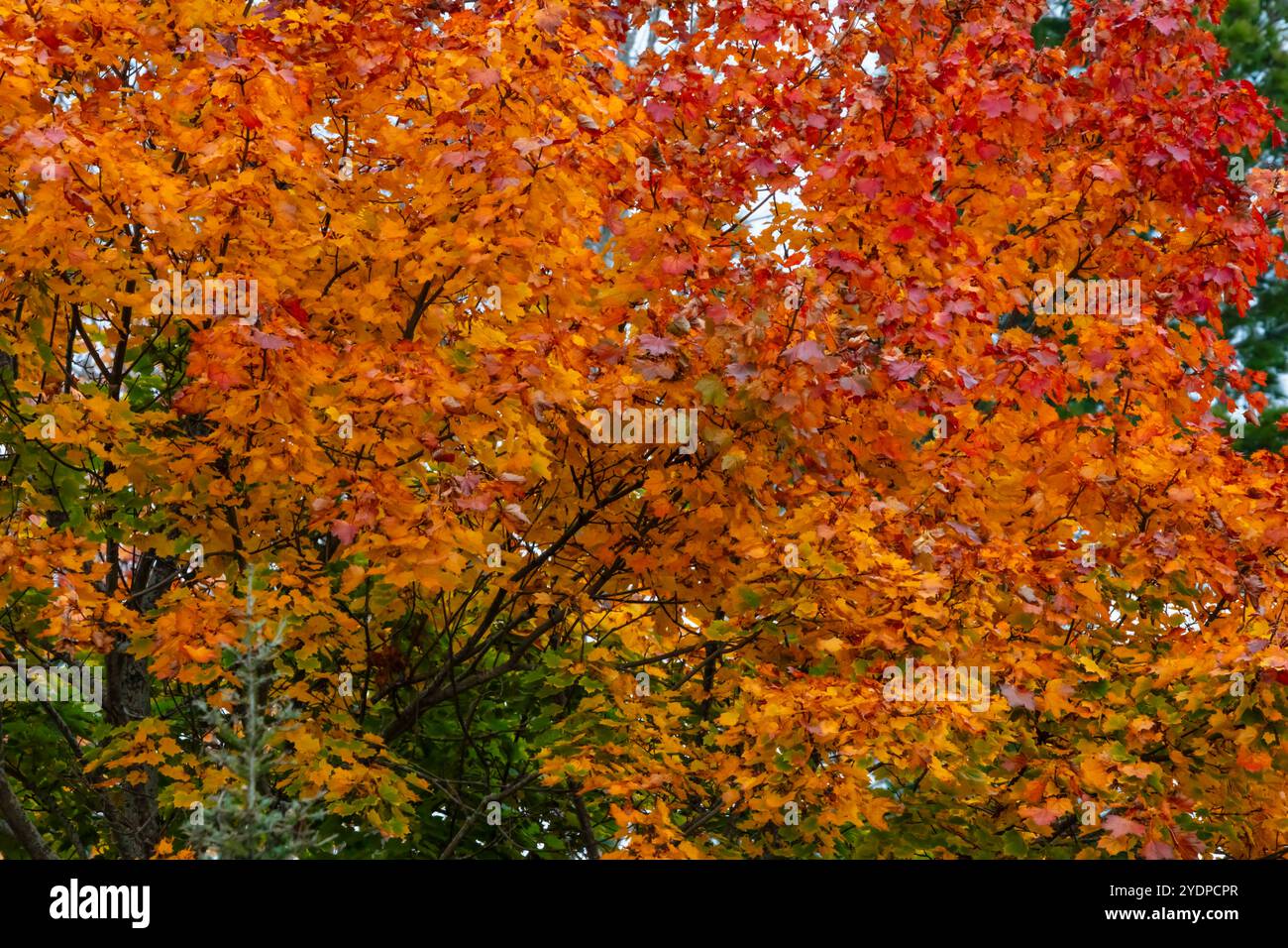 Ontario autumn foliage hi-res stock photography and images - Alamy