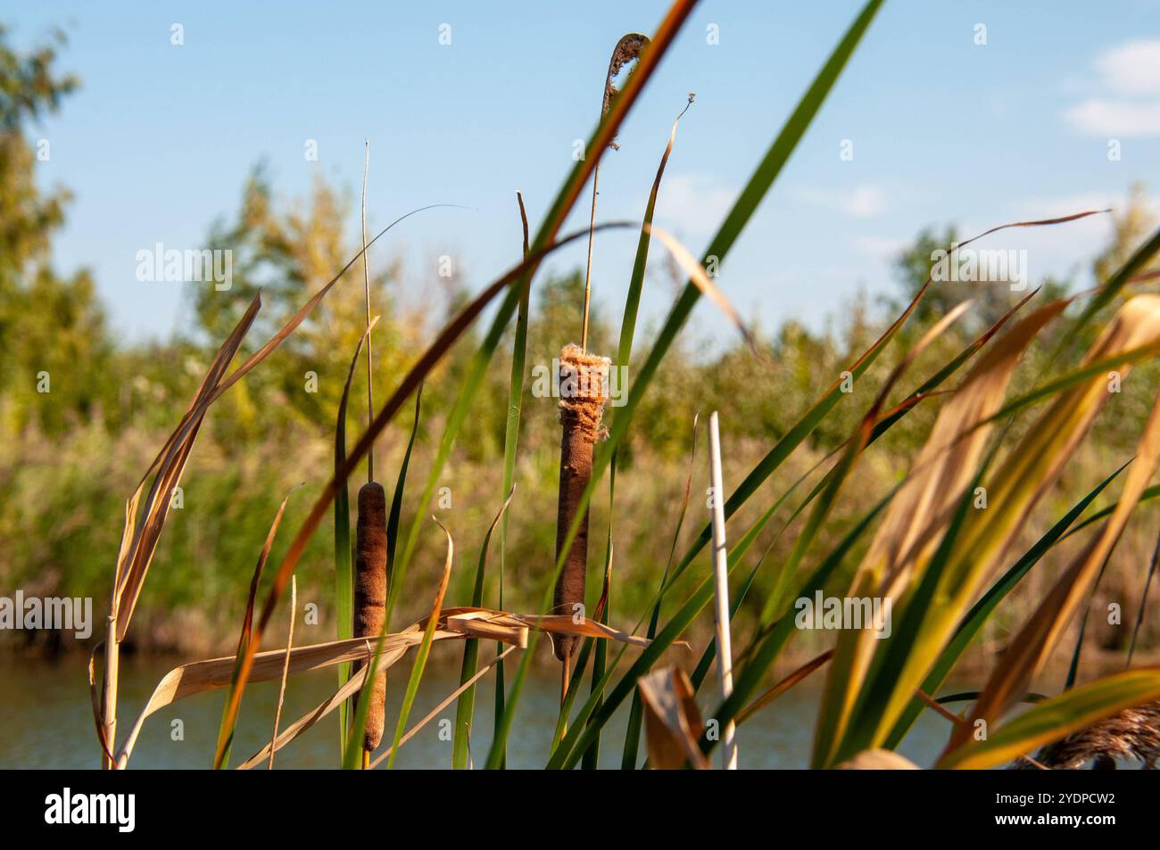 Nature of the Samara region Two-brother Lake in Samara Samara Samara ...