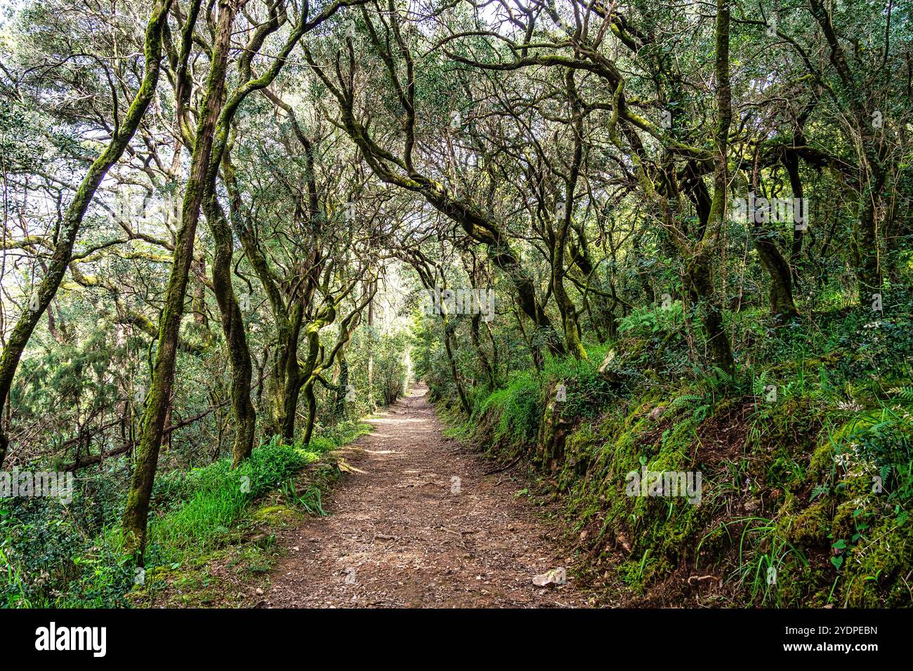 Ancient oak forest of Bussaco, in Luso, Aveiro in Portugal. Trail ...