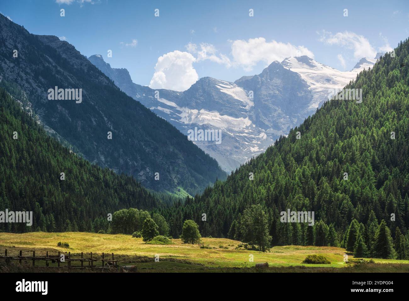 Gran Paradiso massif and fir tree forest in Valnontey. Cogne, Aosta ...