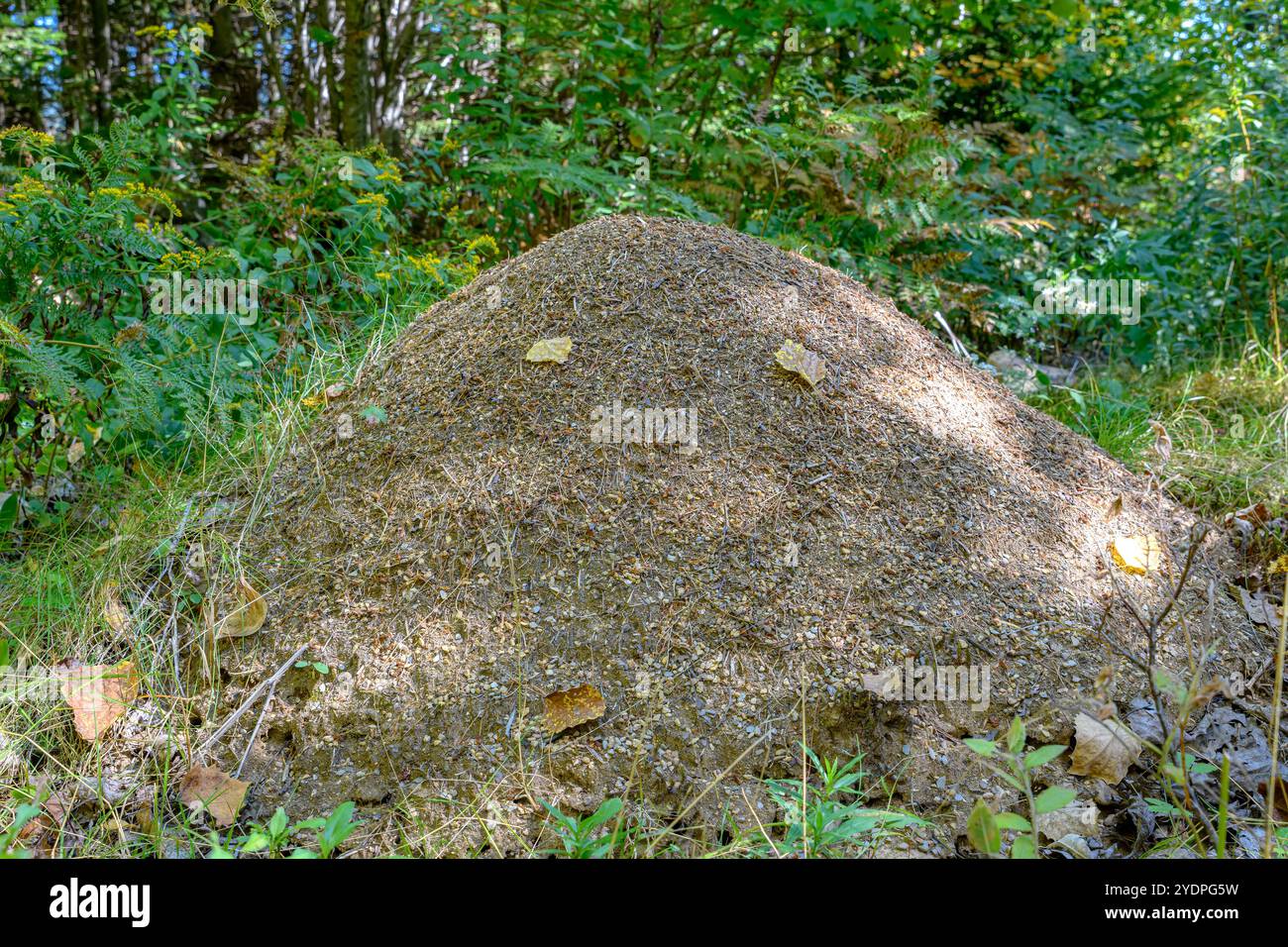 A giant ant hill in a forest. The any hill fills most of the frame ...