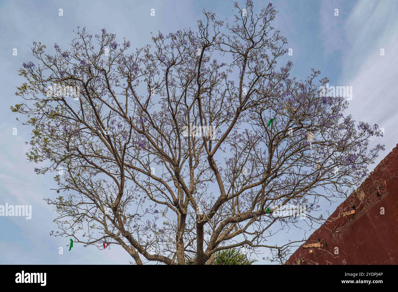 árbol jacaranda hi-res stock photography and images - Alamy