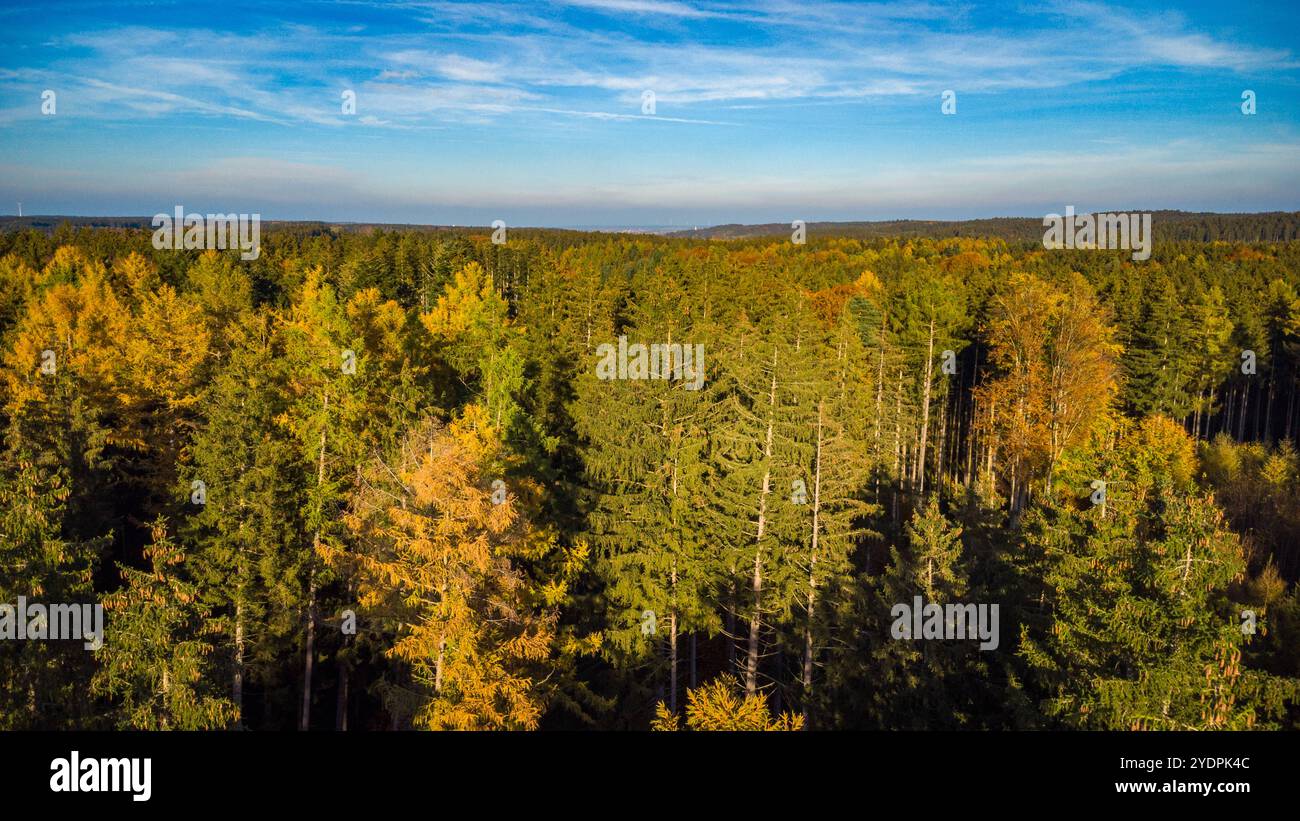 Augsburg Land, Bavaria, Germany - 27 October 2024: Forest area with ...