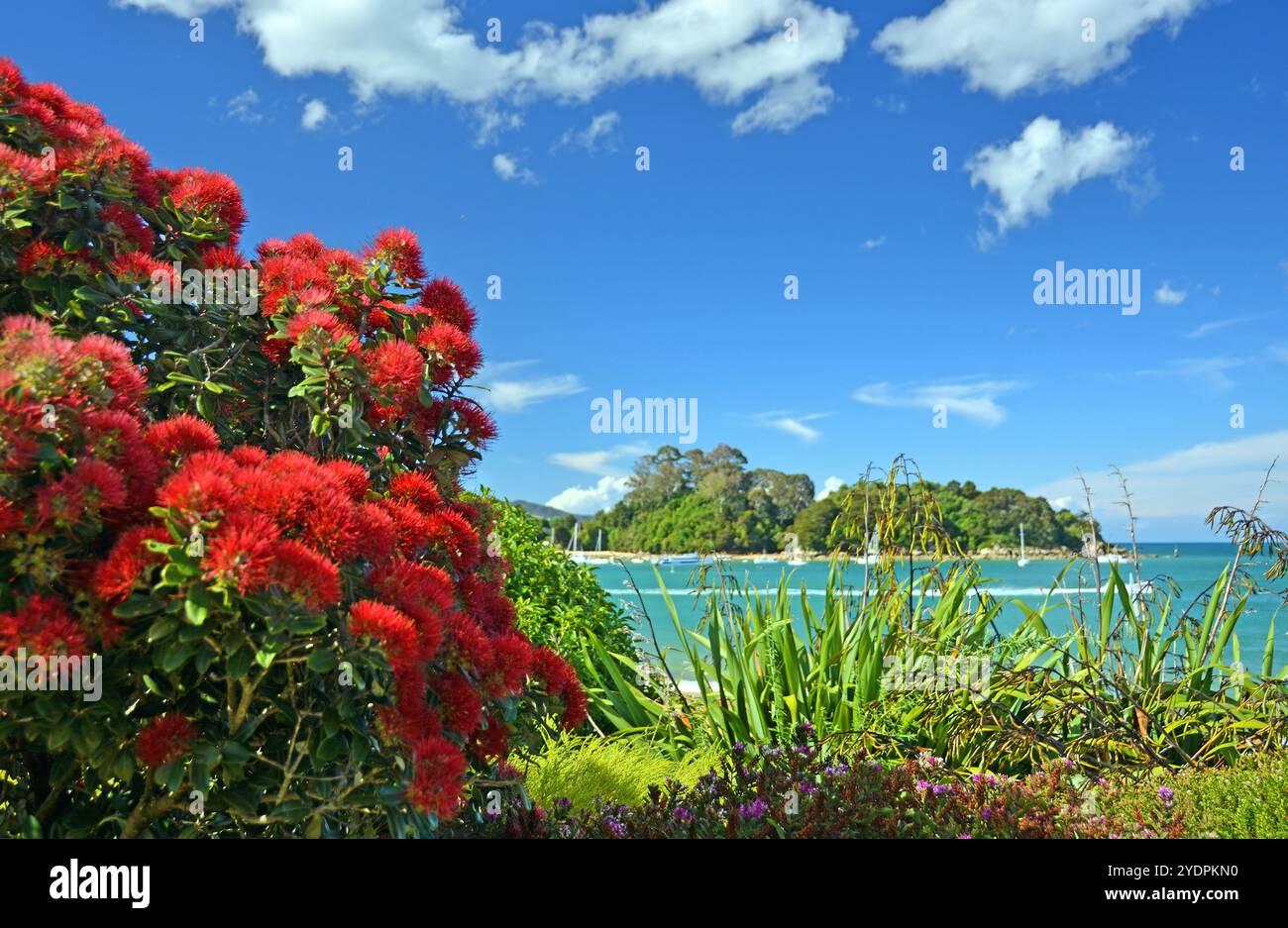 Pohutukawas, the national flower of New Zealand, in full bloom at ...