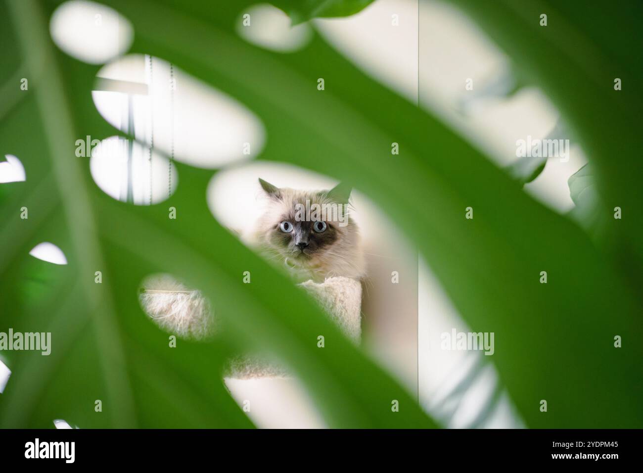 Cat peeking from monstera plant's fenestration Stock Photo - Alamy