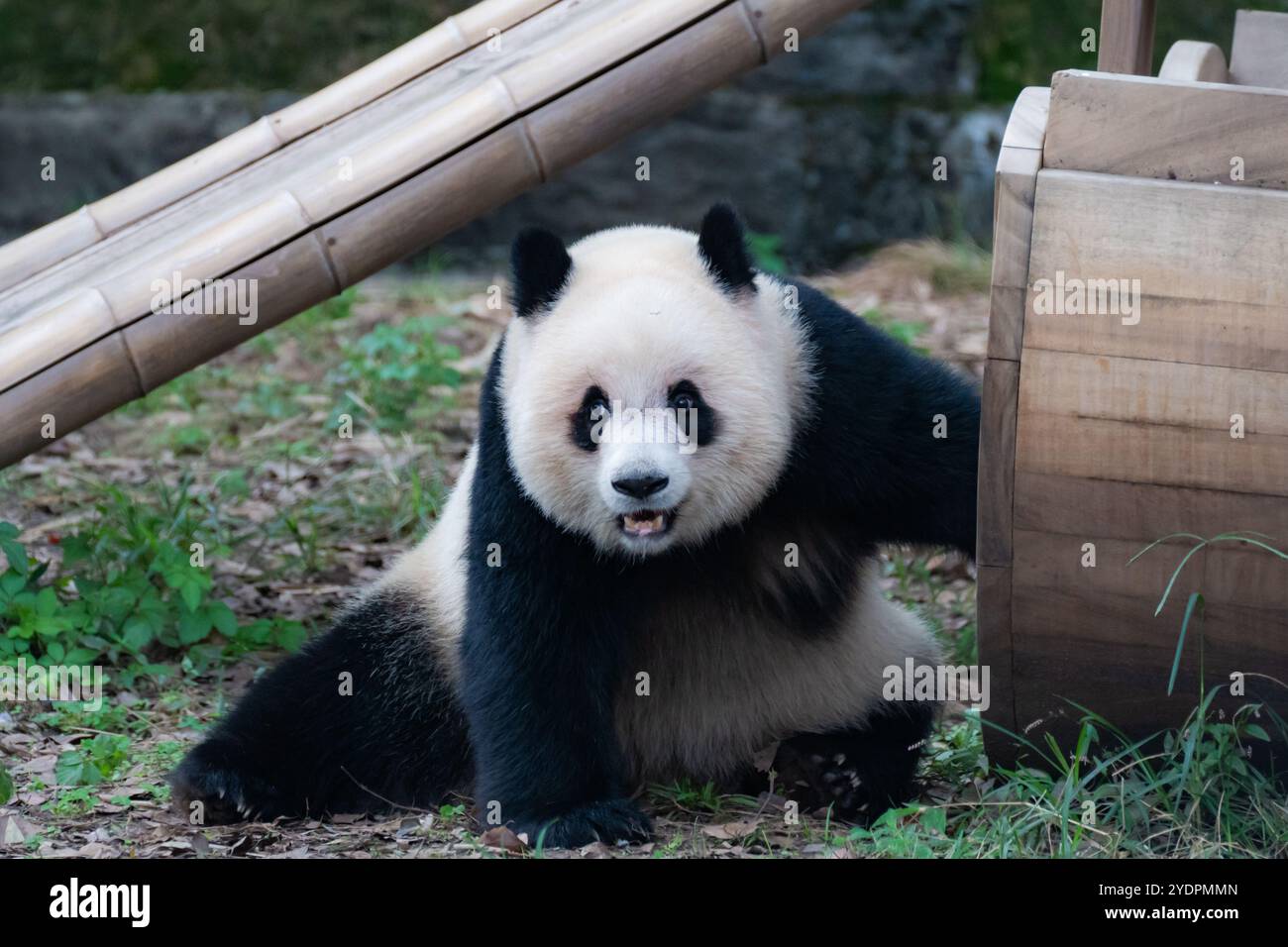 CHONGQING, CHINA - OCTOBER 27, 2024 - Giant panda Yu Ai poses in a ...