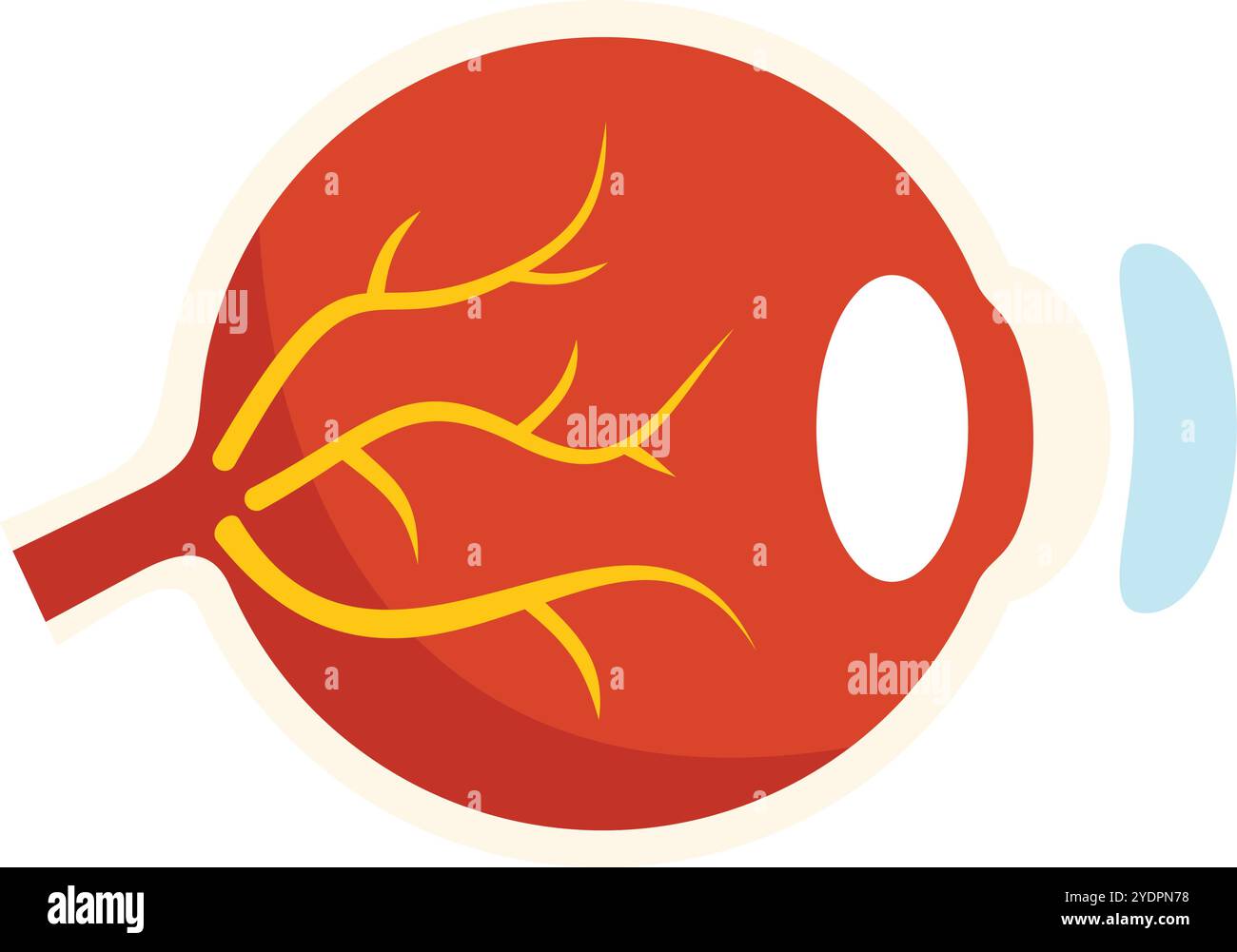 Simplified cross section diagram of a human eyeball showing the sclera ...