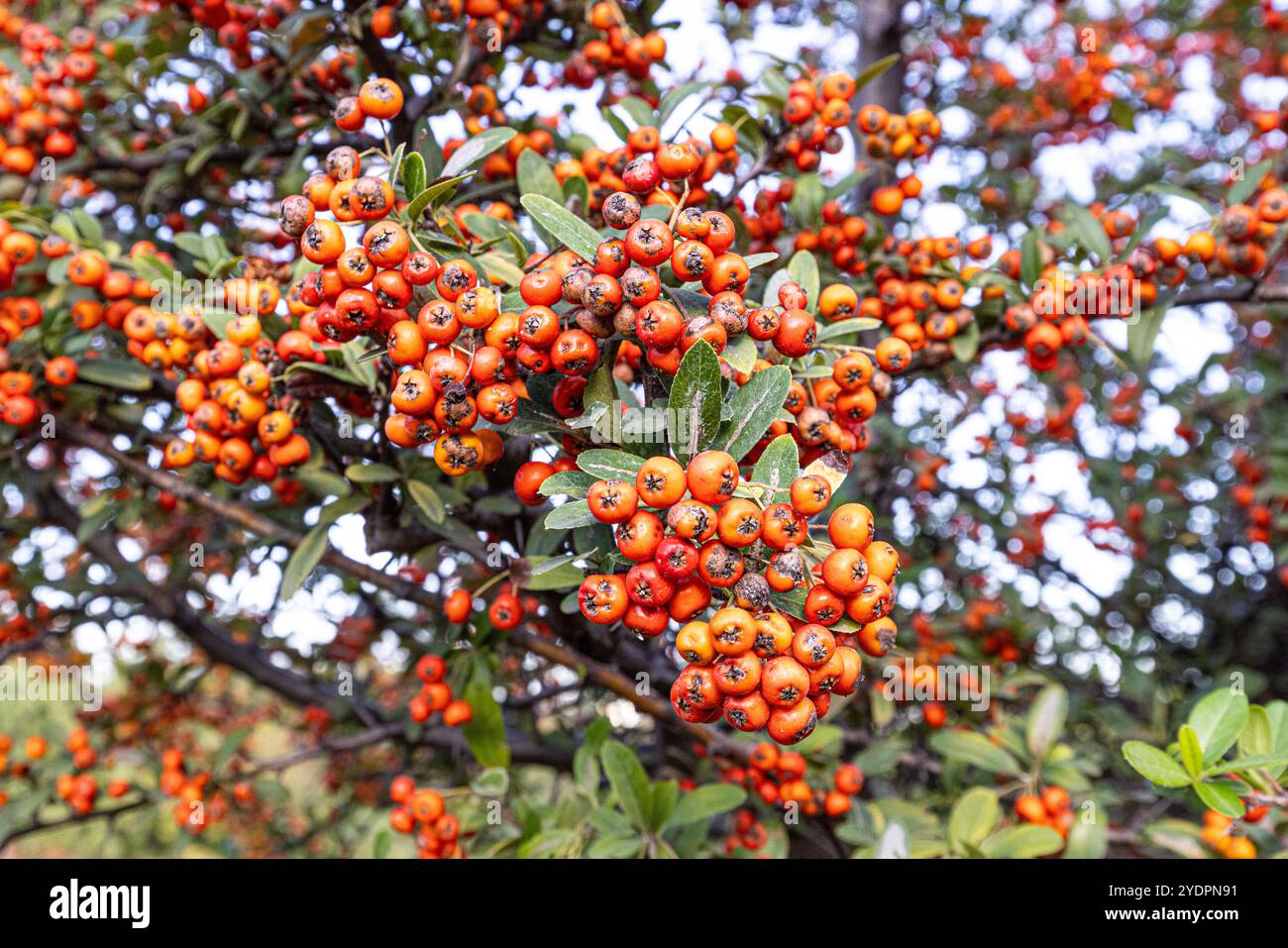Pyracantha coccinea. Firethorn berries, rosaceae evergreen shrub. Close ...