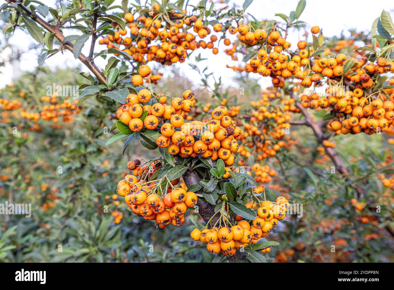 Pyracantha coccinea. Firethorn berries, rosaceae evergreen shrub. Close ...