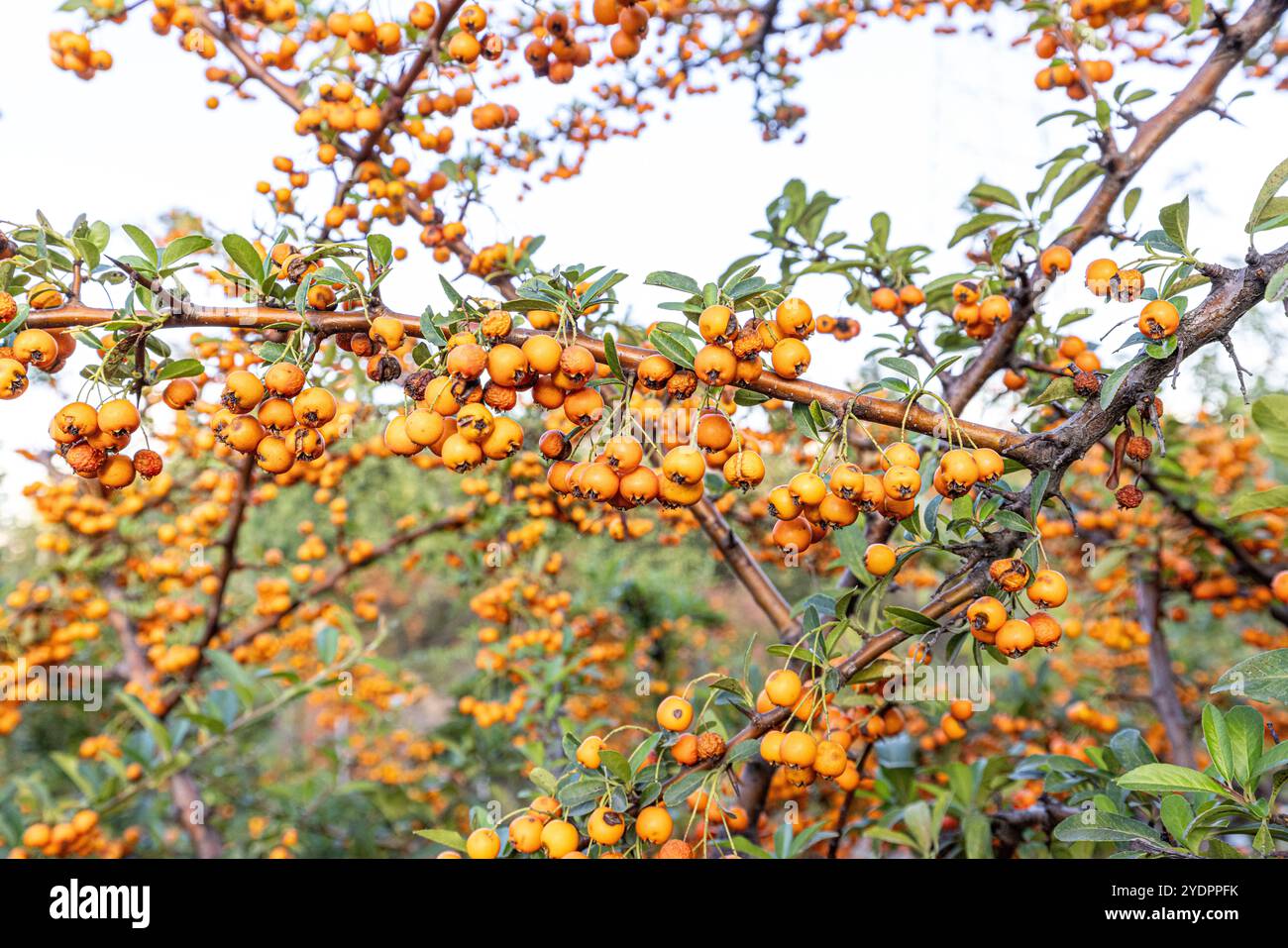 Pyracantha coccinea. Firethorn berries, rosaceae evergreen shrub. Close ...