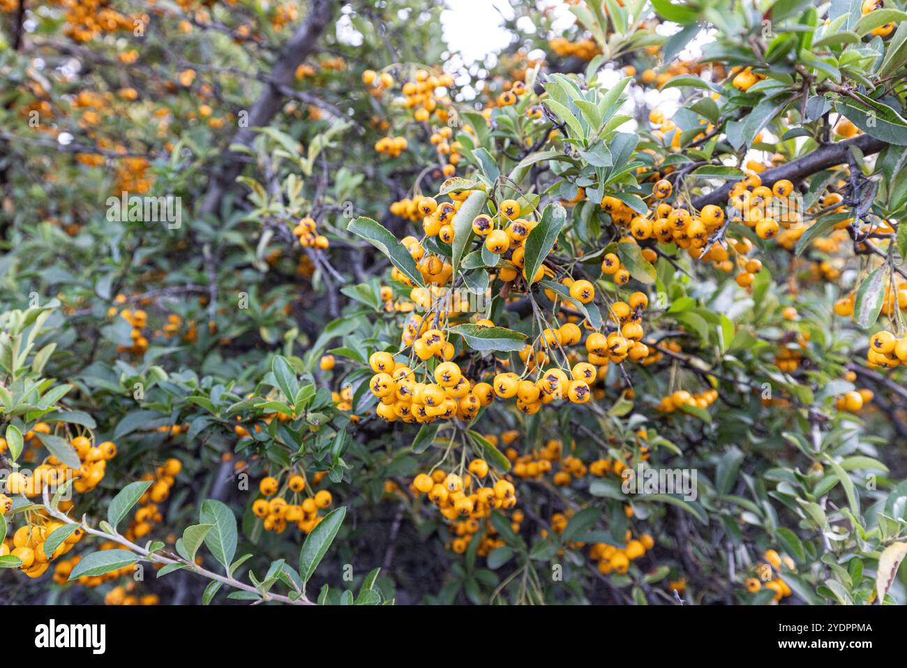 Pyracantha coccinea. Firethorn berries, rosaceae evergreen shrub. Close ...