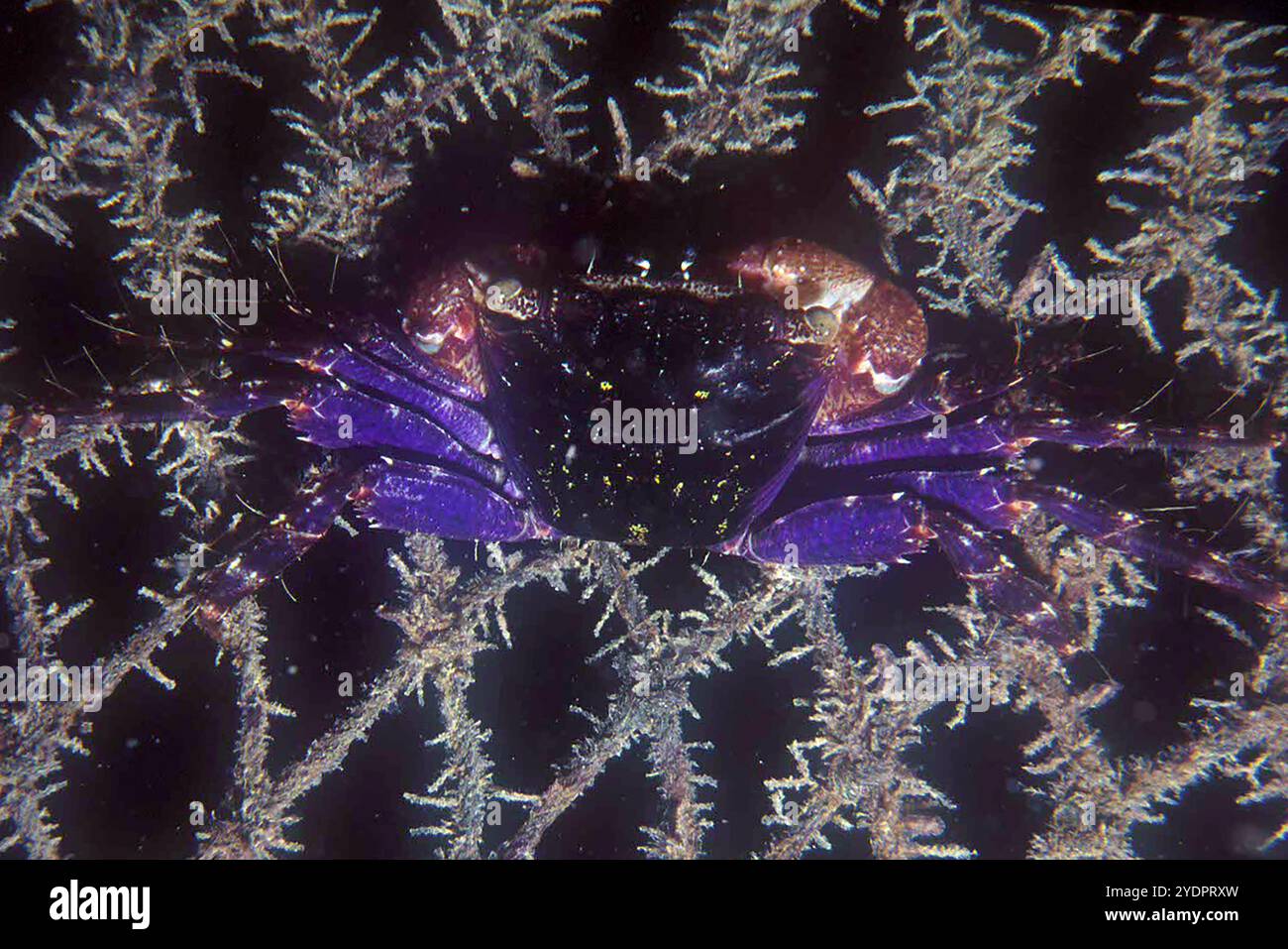 Talon Crab, Metopograpsus sp, on fishing net, Derawan Island ...