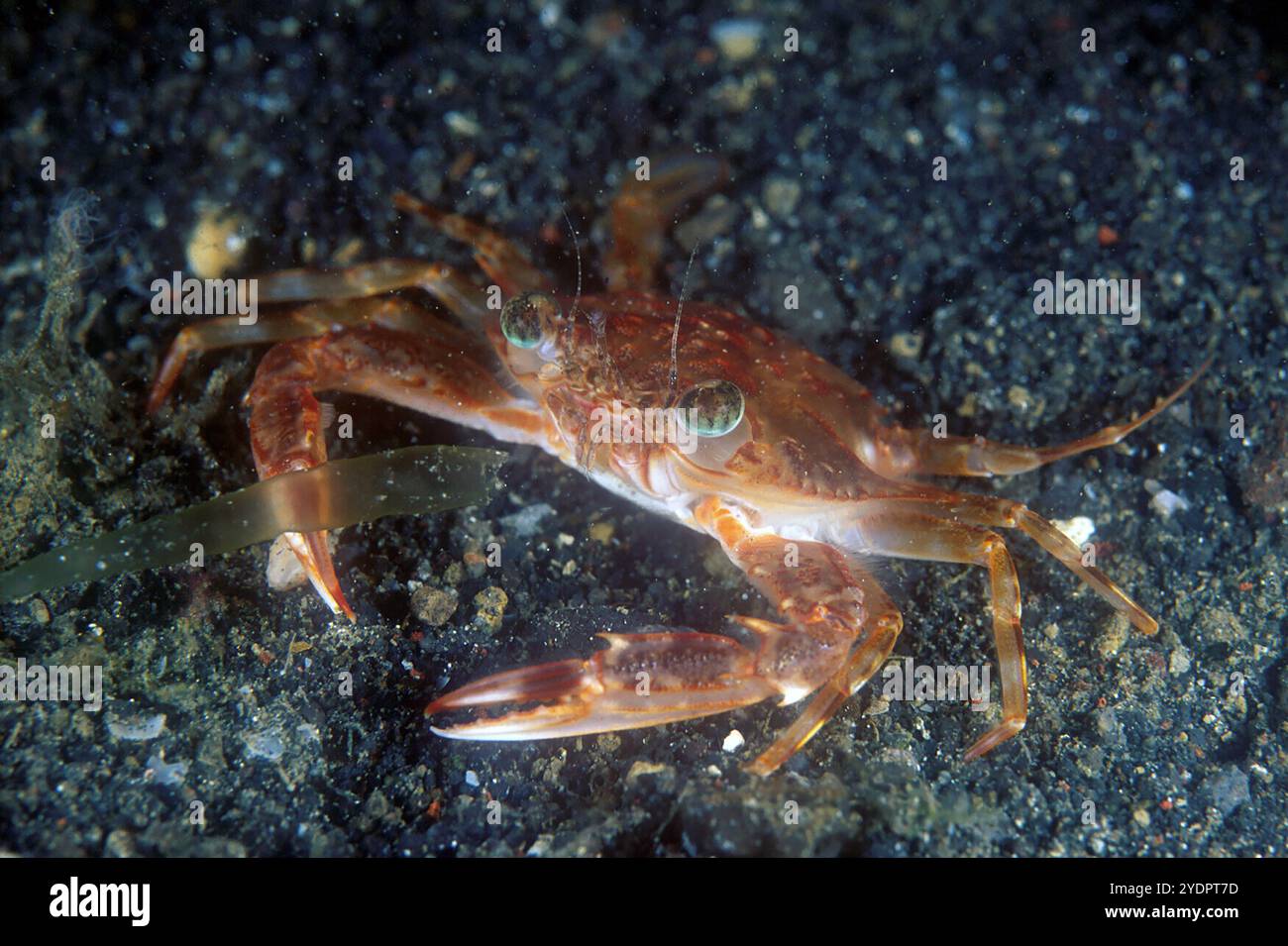 Long spined swimming crab hi-res stock photography and images - Alamy