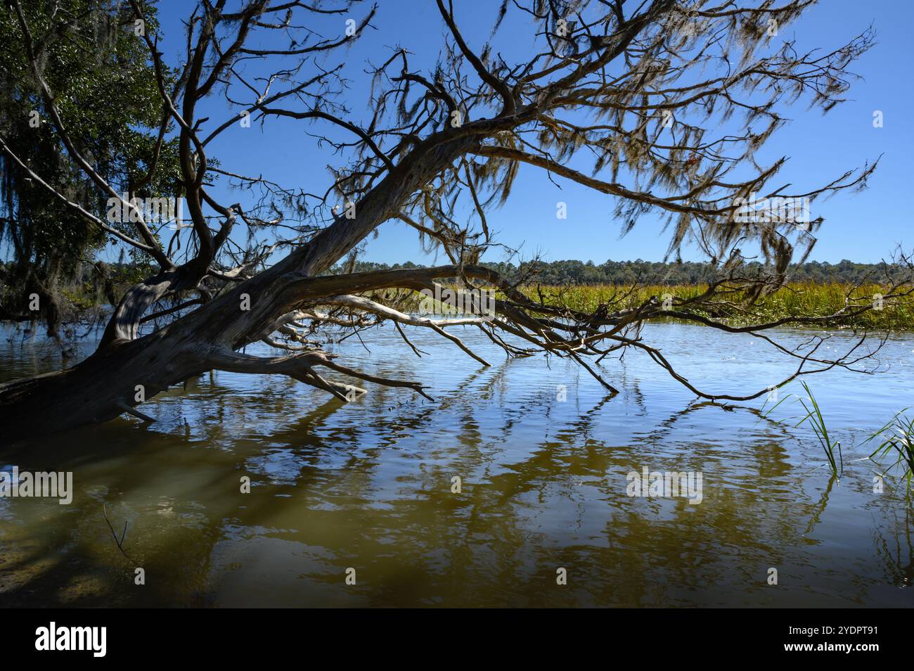 Old tree Southern live oak with Spanish moss fallen into river water on ...