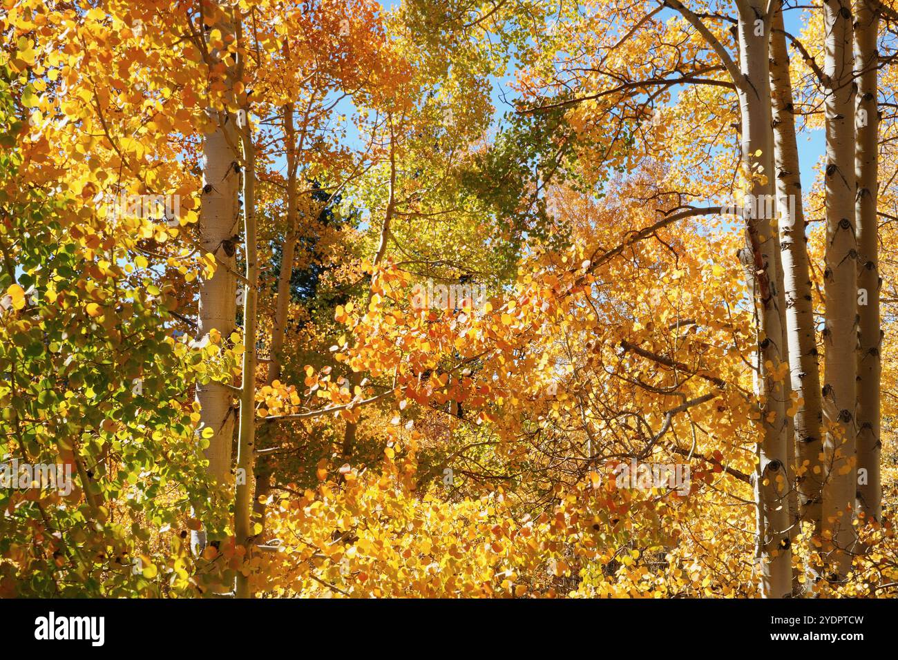 Aspen trees in fall transition Stock Photo - Alamy
