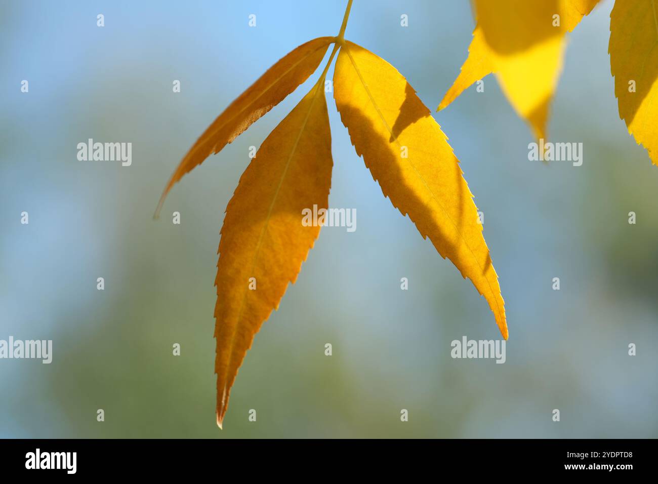 Autumn ash tree leaves Stock Photo - Alamy