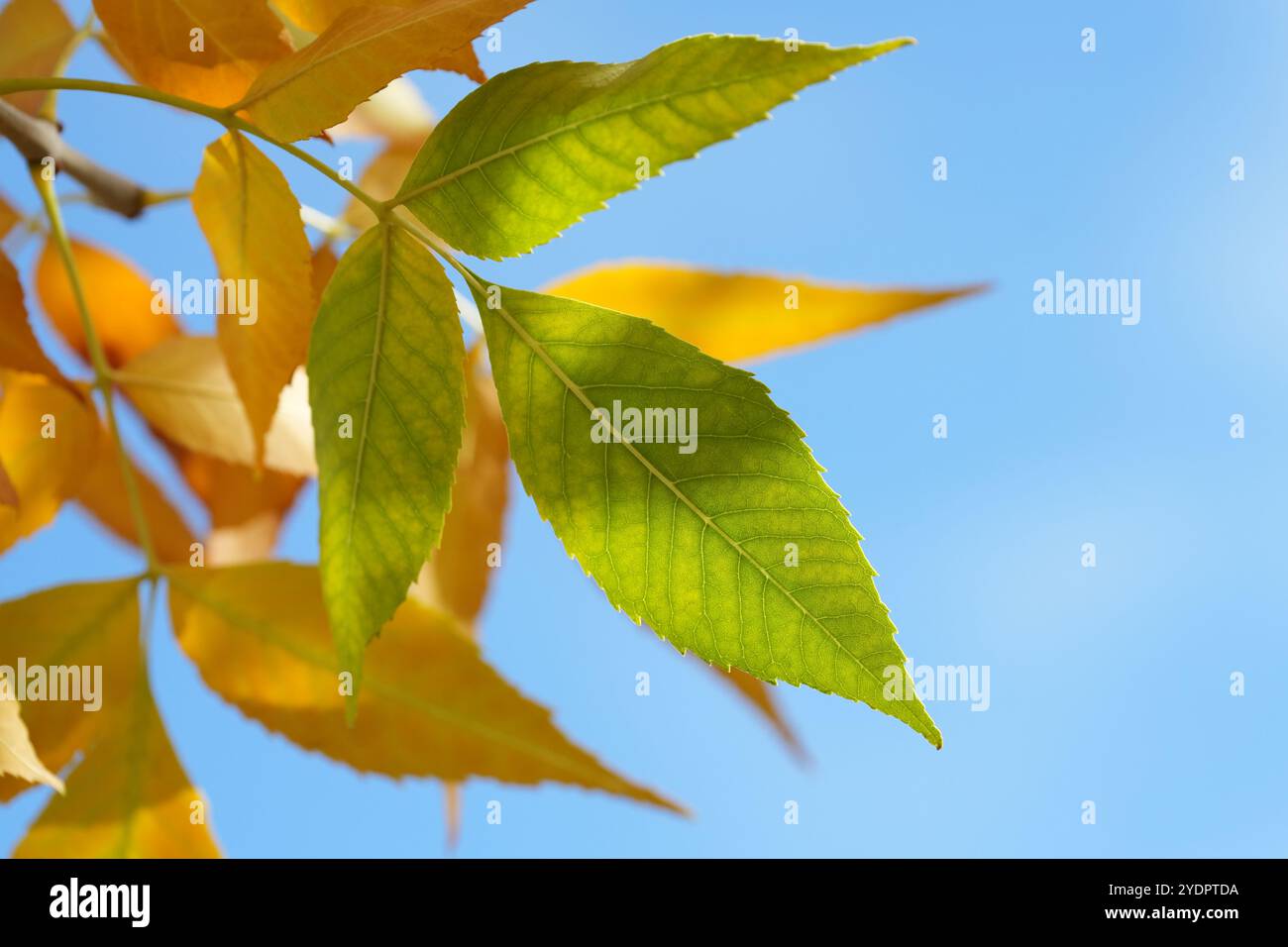 Early autumn ash tree leaves Stock Photo - Alamy