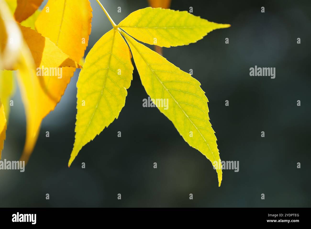 Shot yellow leaves tree hi-res stock photography and images - Alamy