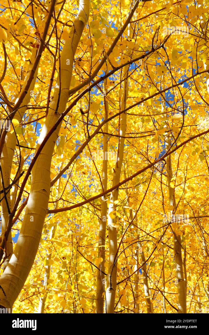 Vertical shot tall beautiful trees hi-res stock photography and images - Alamy