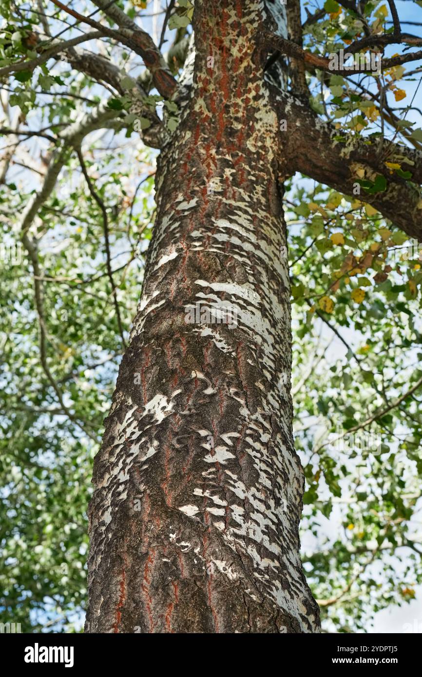 Silver poplar white poplar tree hi-res stock photography and images - Alamy