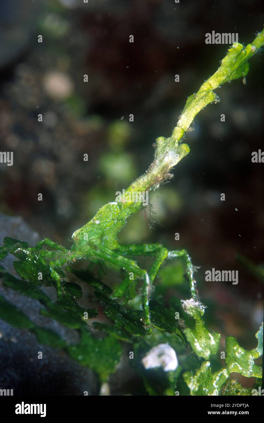 Arrowhead Crab, Huenia heraldica, camouflaged in Halimeda Algae ...