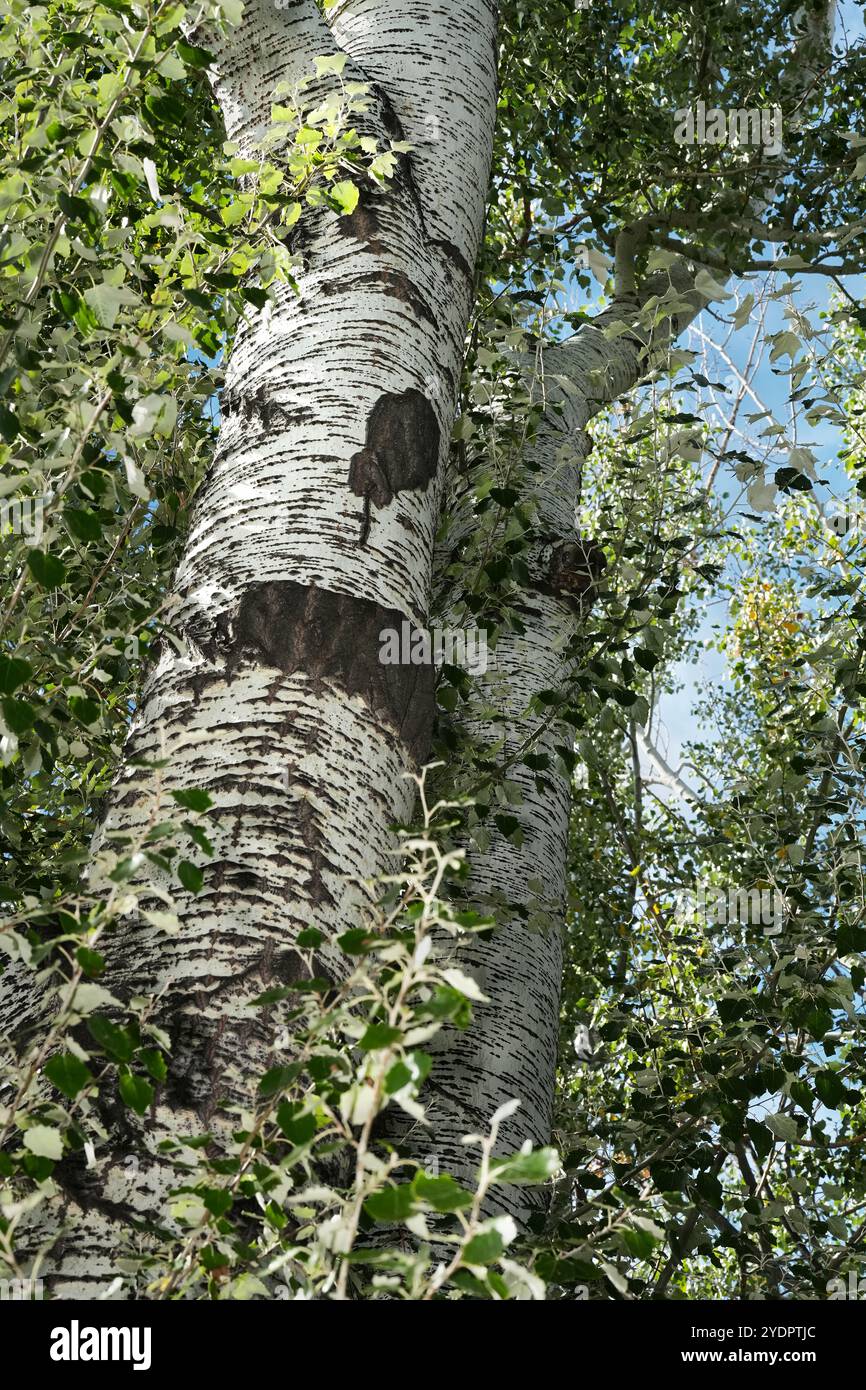 Two white poplar trees Stock Photo - Alamy