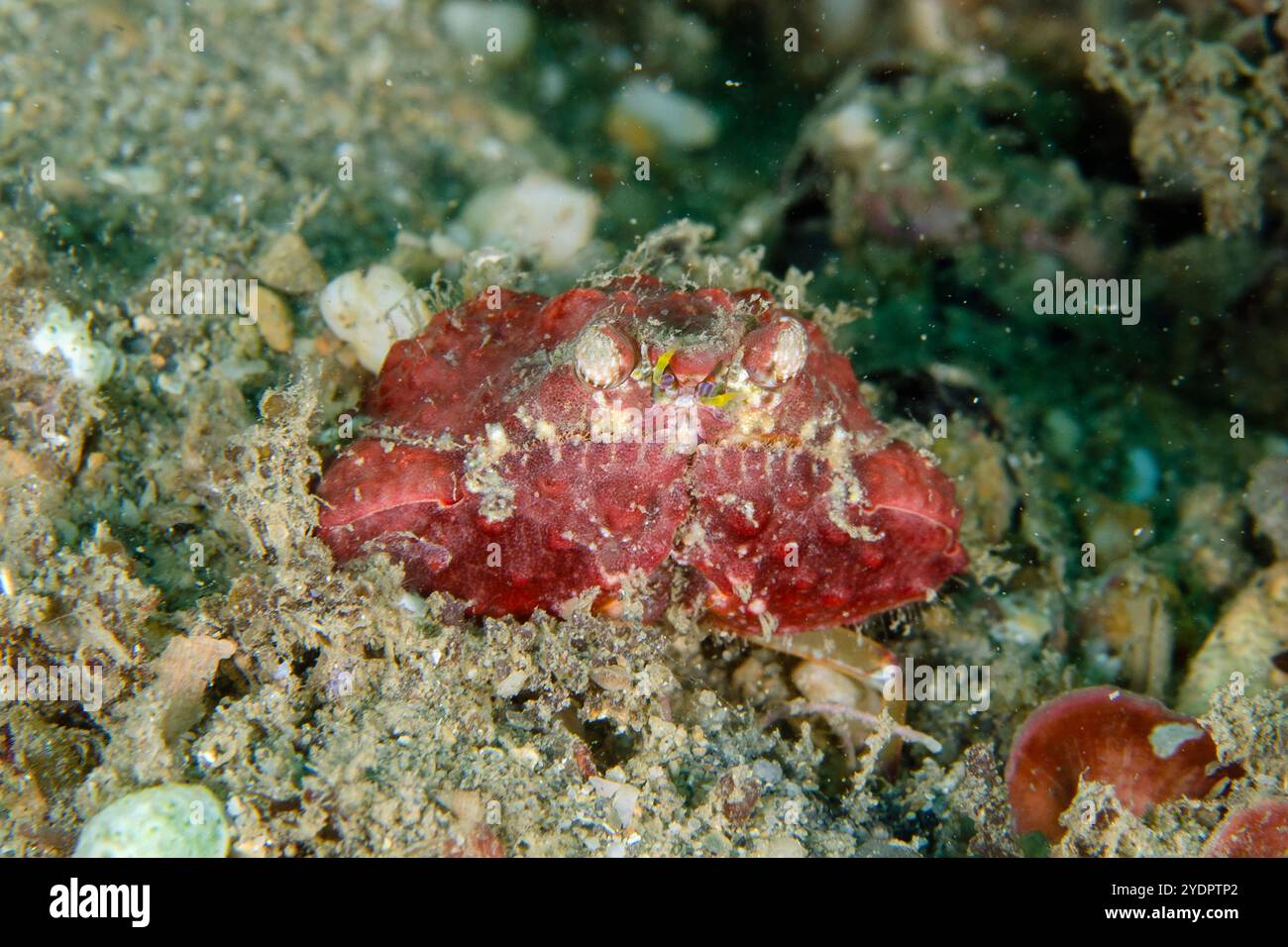 Rough Box Crab, Calappa gallus, Tasi Tolu dive site, Dili, East Timor ...