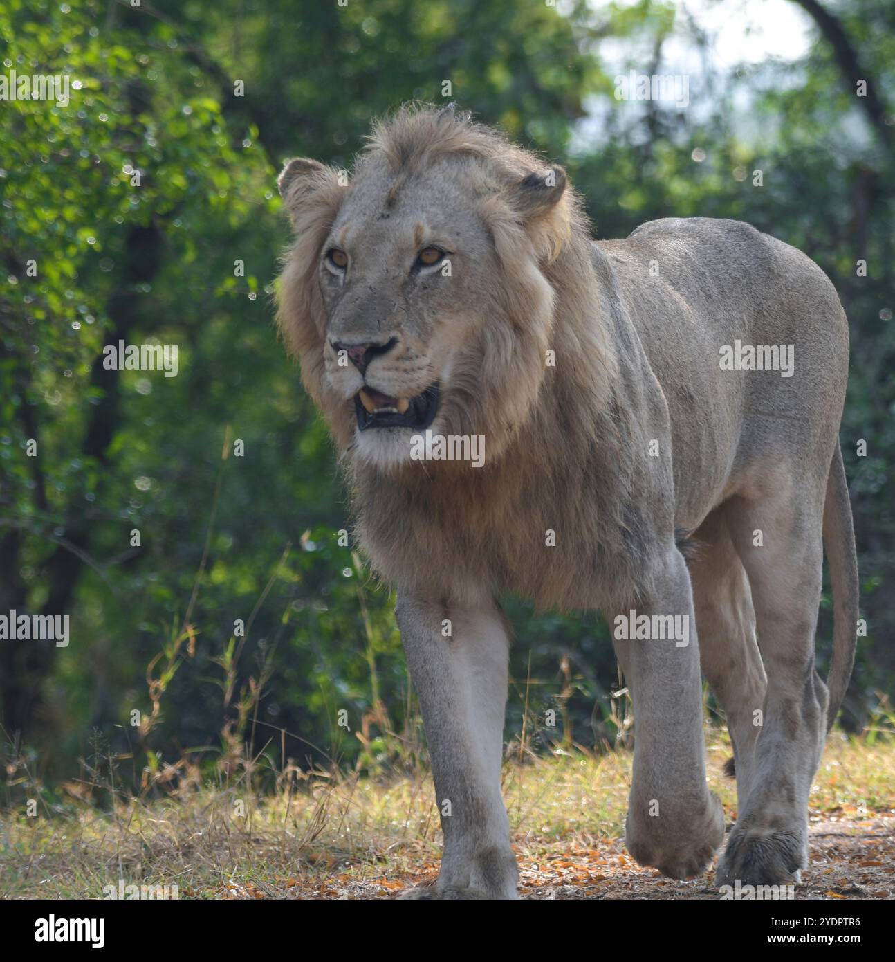 Lion during African safari in Kruger national park South Africa Stock ...