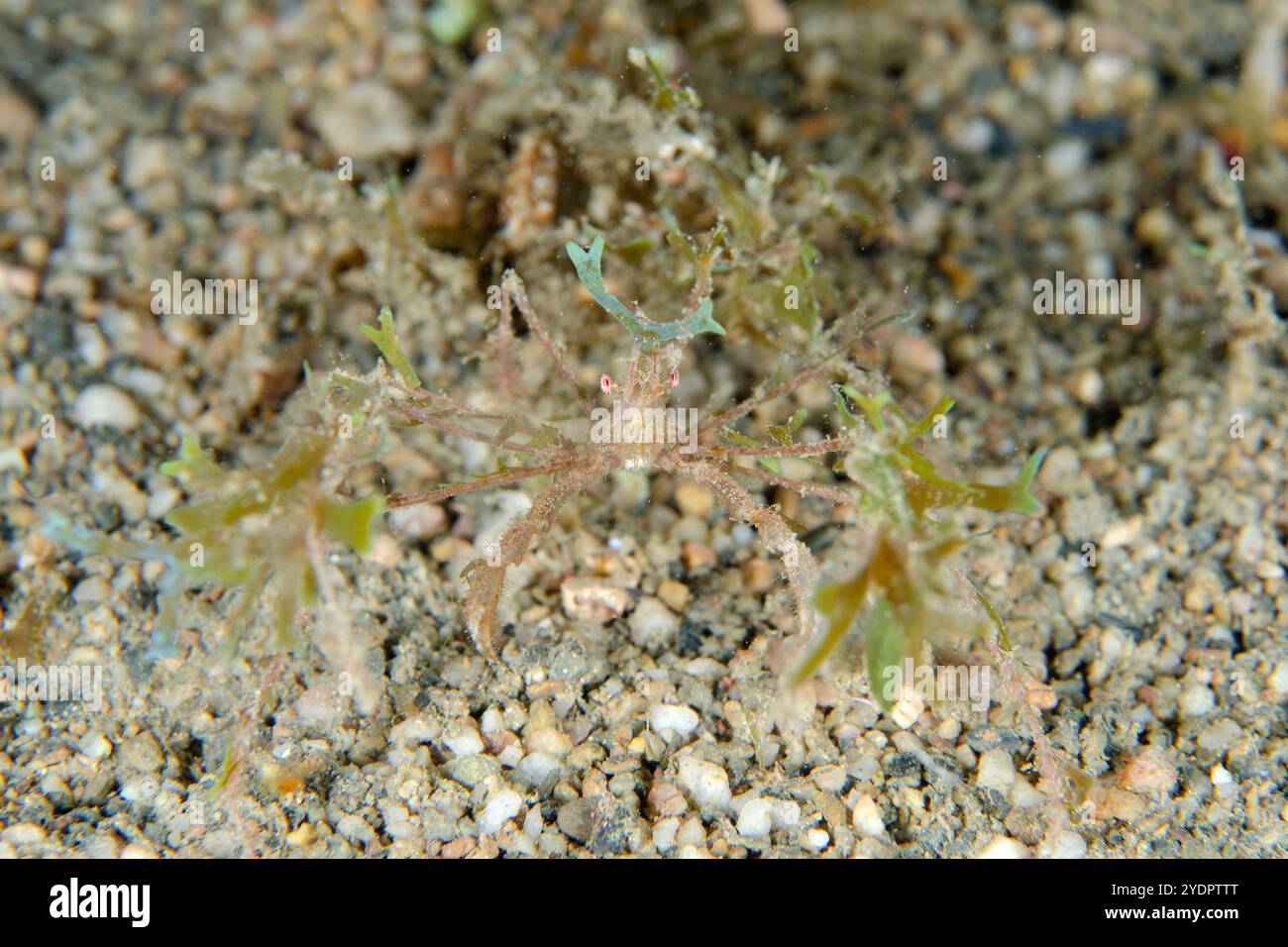 Spider Crab, Hyastenus sp, decorated with pieces of algae, Tasi Tolu ...