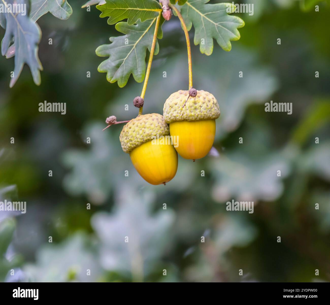 Acorn on an oak tree with leaves with bokeh Stock Photo - Alamy