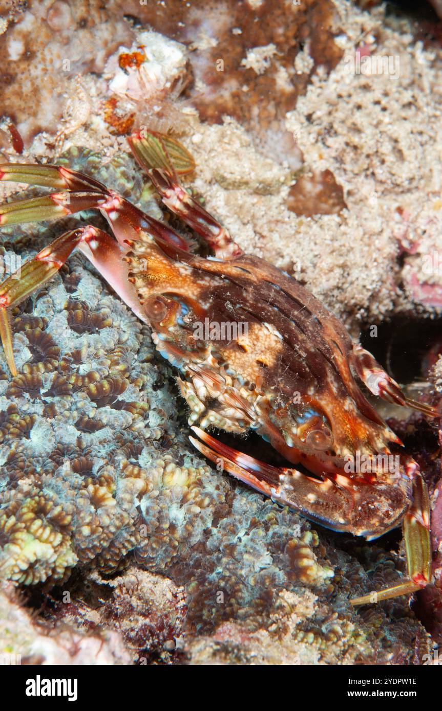 Calfless swimming crab hi-res stock photography and images - Alamy
