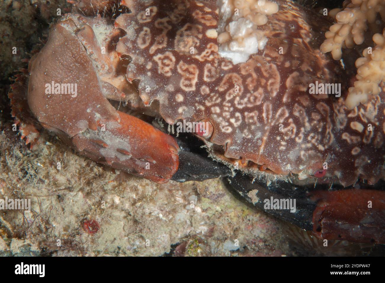 Saw-edged Spooner Crab, Etisus utilis, Pulau Putri dive site, 1000 ...