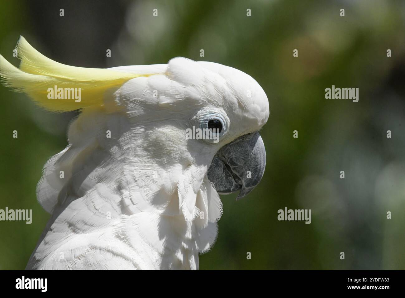 Isolated white cockatoo taken in bird garden fourways Stock Photo - Alamy