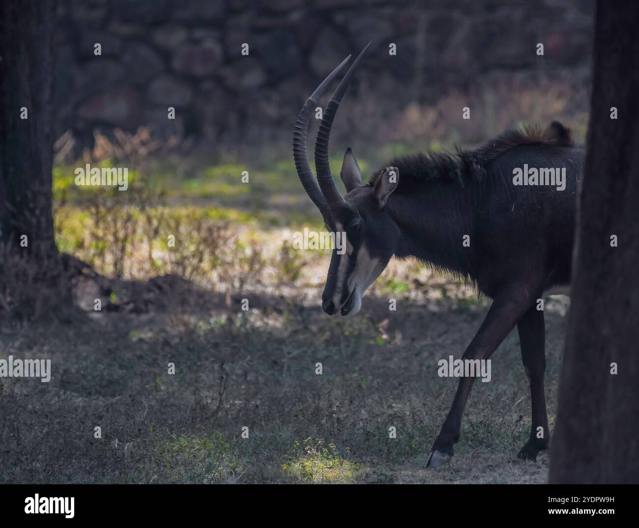 Giant sable antelope in South African nature reserve Stock Photo - Alamy