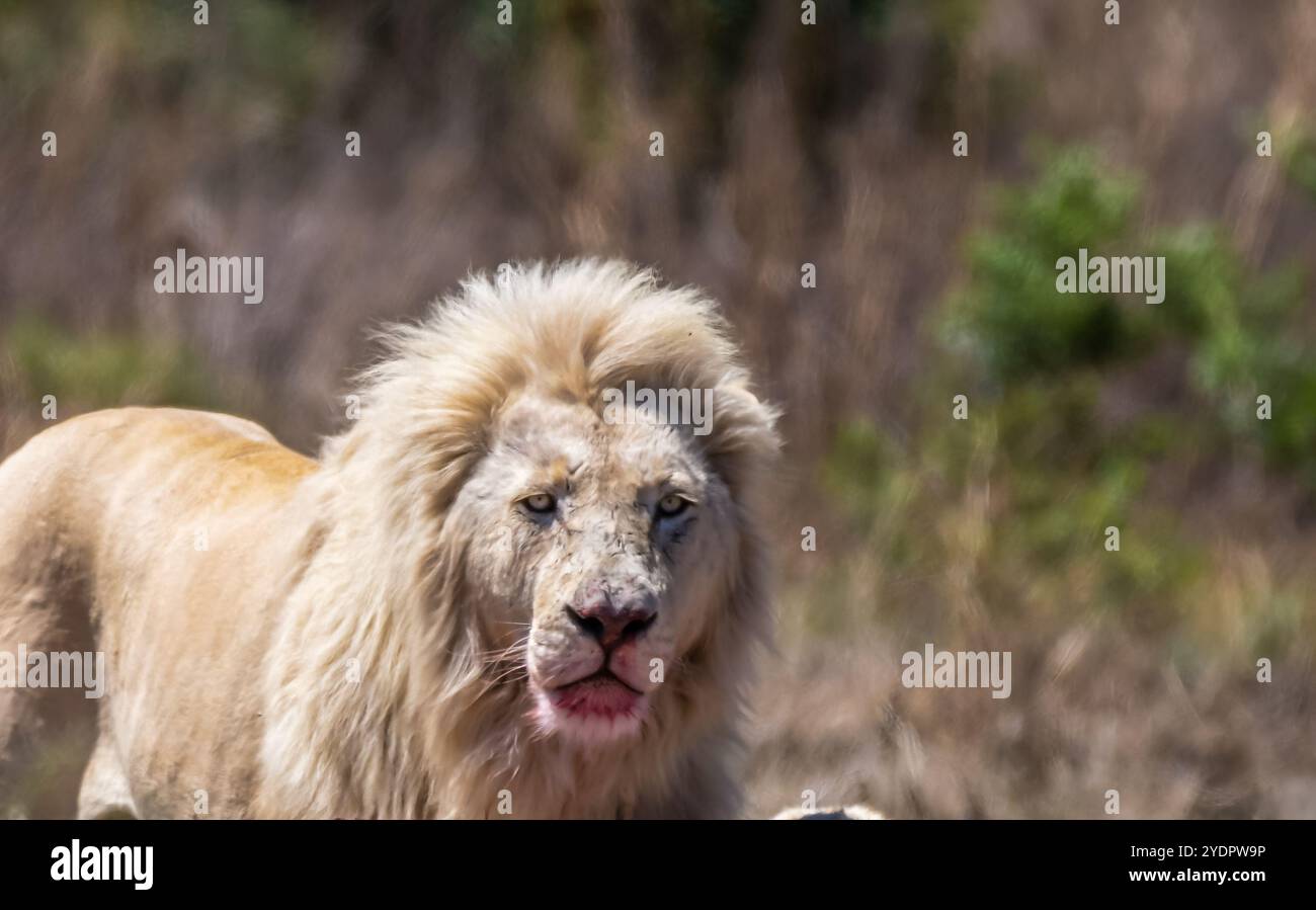 White lion rare color hi-res stock photography and images - Alamy