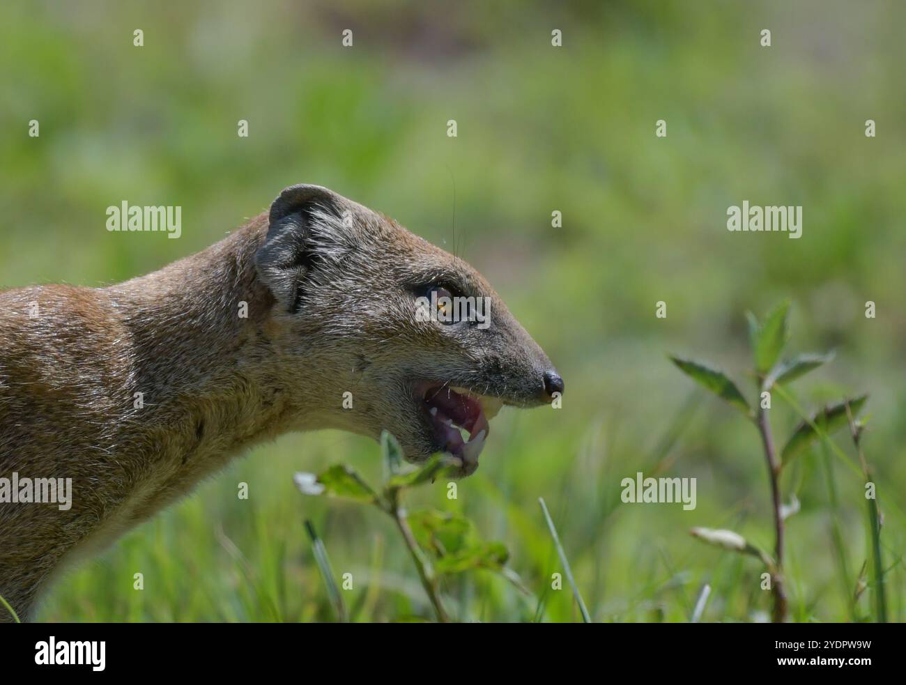 Yellow mongoose closeup portrait in kgalagadi South Africa Stock Photo ...