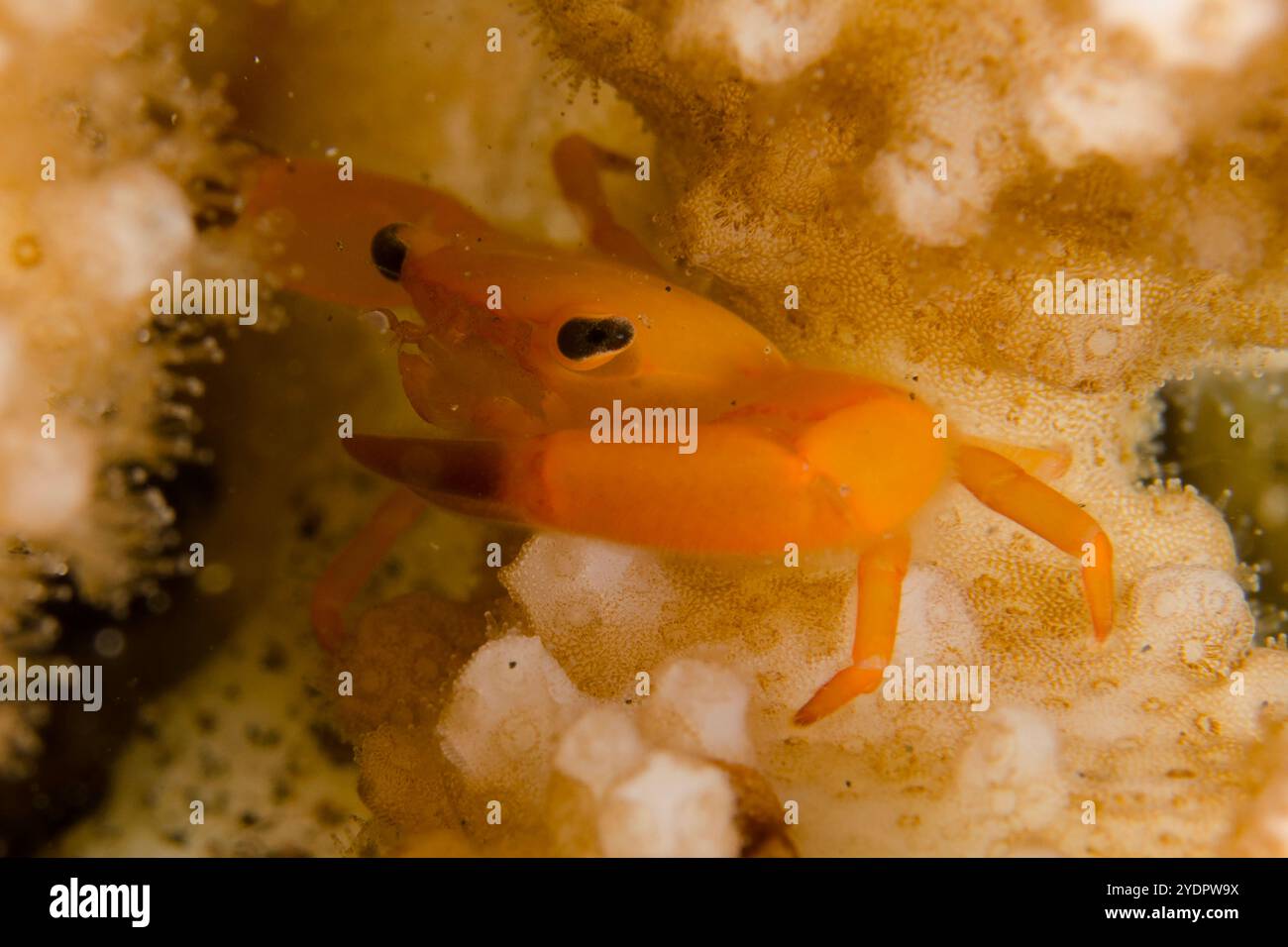 Yellow Dotted Guard Crab, Trapezia lutea, Banda Neira, Banda Sea ...