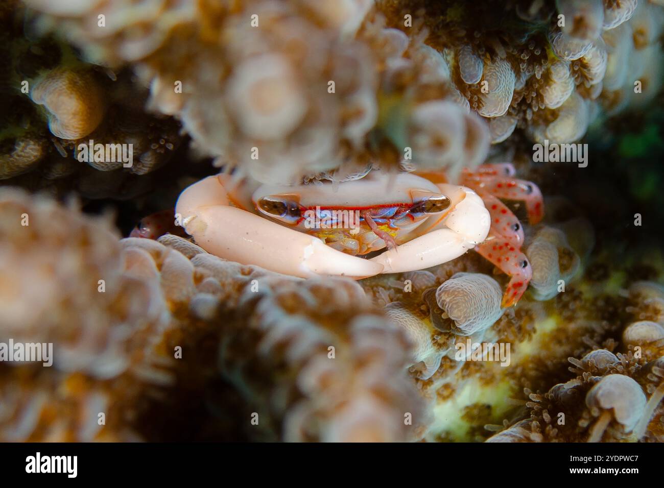 Pale tetralia hi-res stock photography and images - Alamy