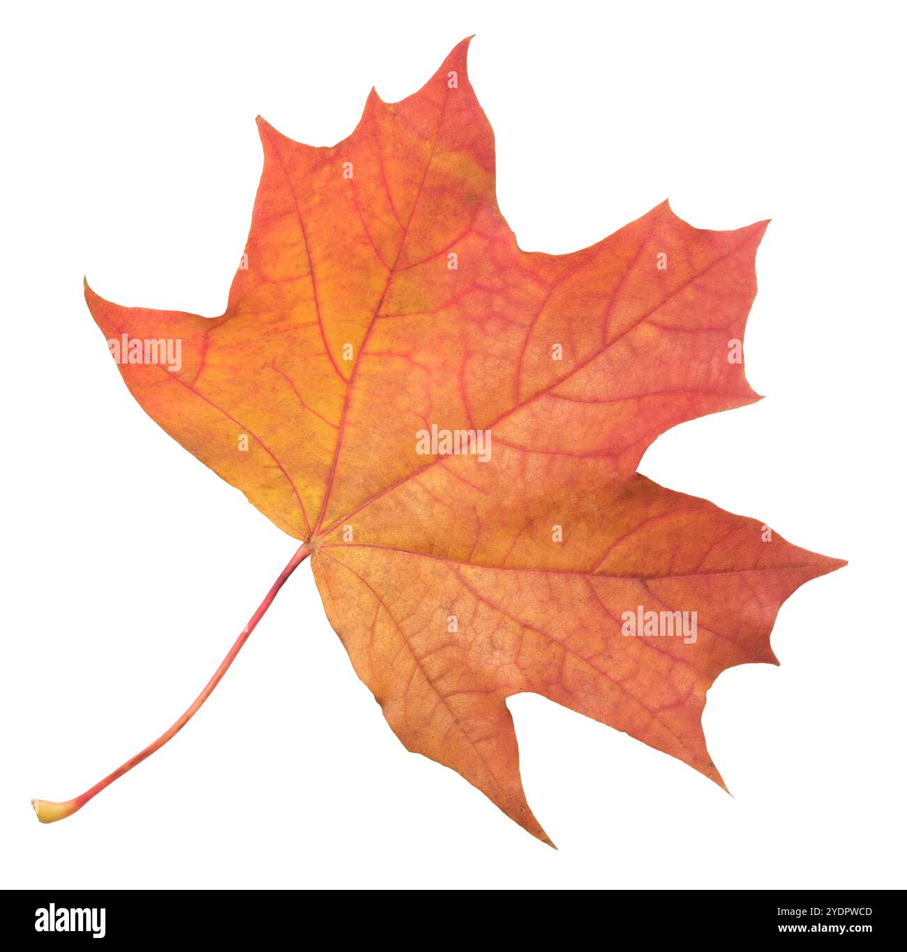 A leaf of a maple tree is shown in full color. The leaf is red and has ...