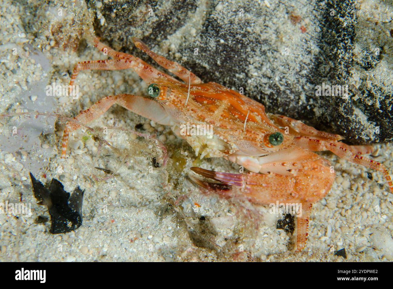 Swimming Crab, Portunidae Family, night dive, White Sand dive site ...