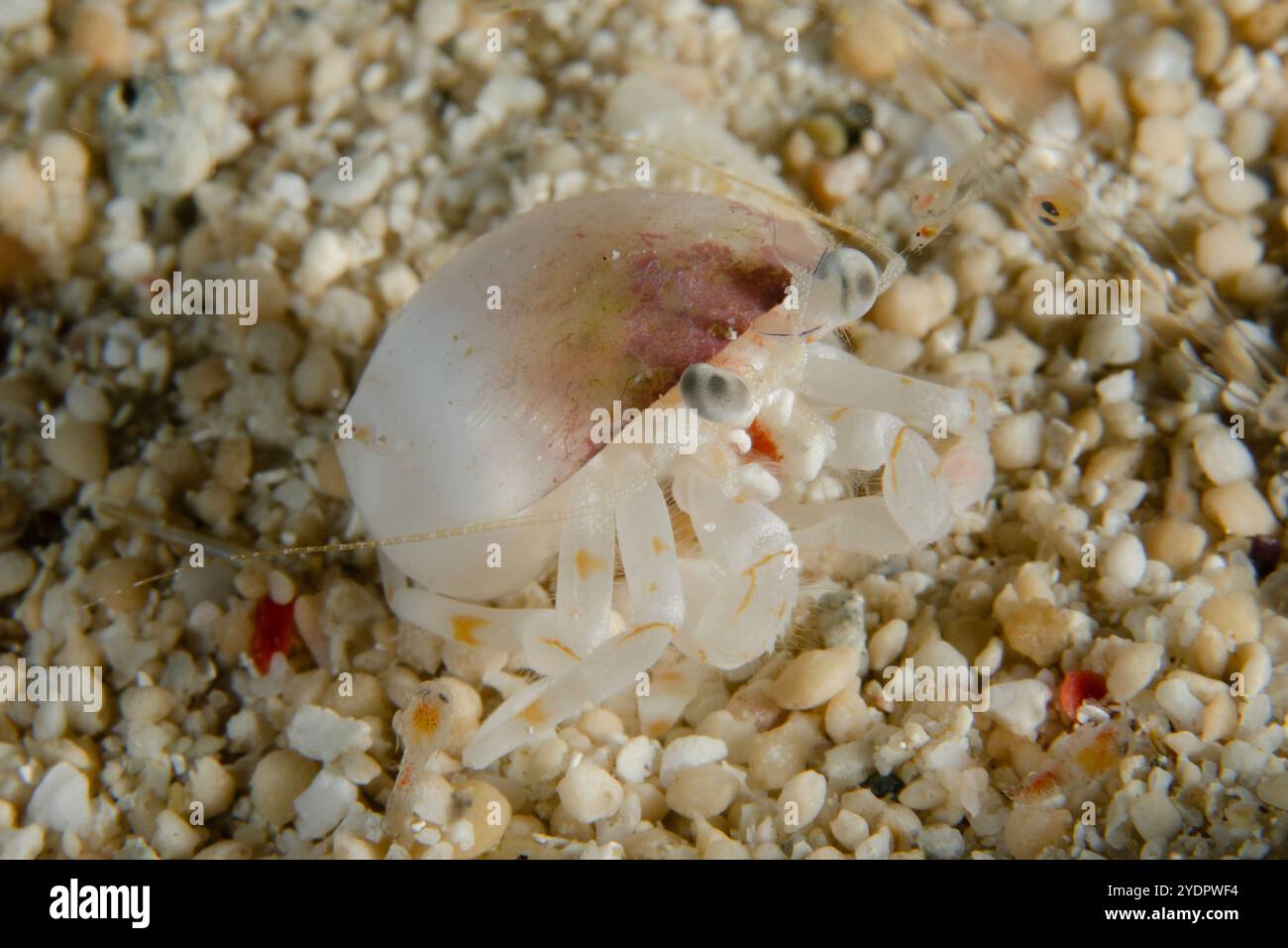 Pagurus cf gracilipes hi-res stock photography and images - Alamy