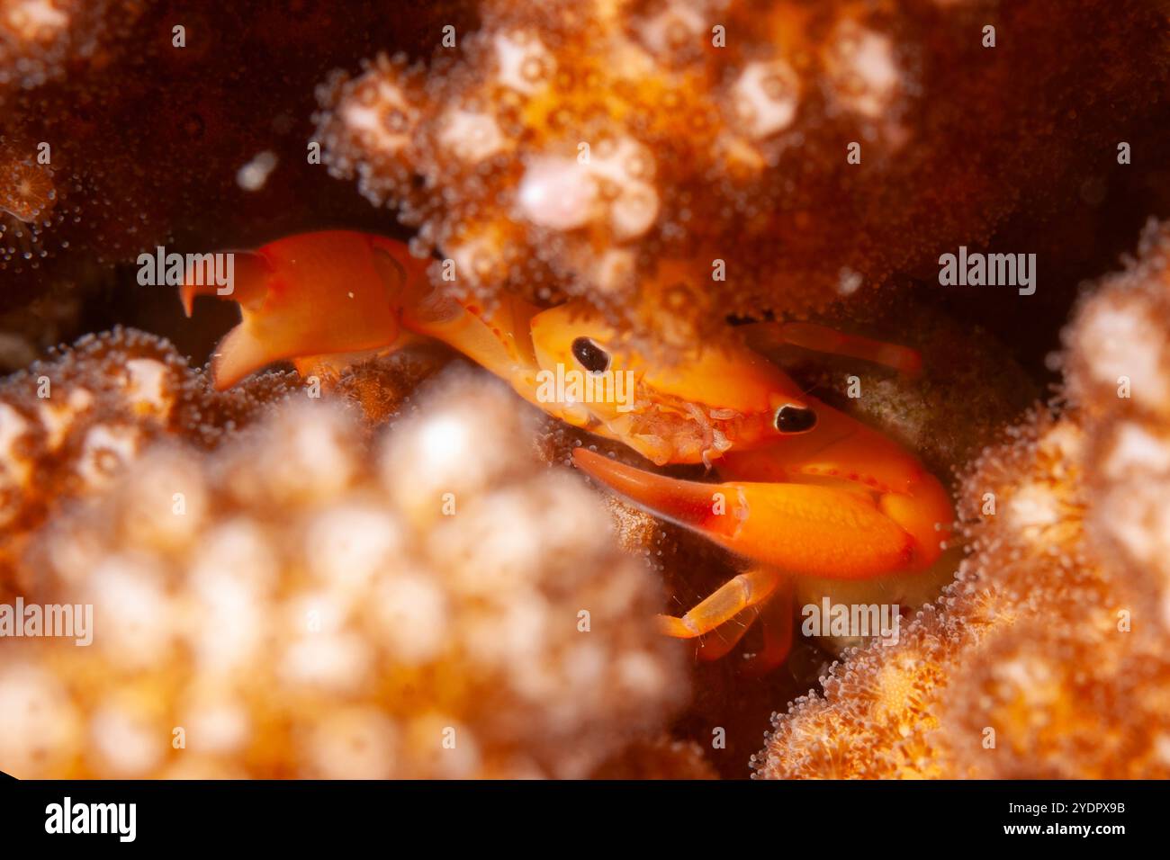 Two tooth guard crab hi-res stock photography and images - Alamy
