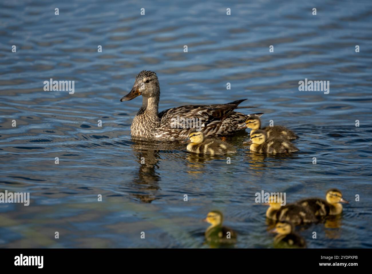 Blue-winged Teal Mother With Seven Ducklings on Grebe Lake in Yellowstone Stock Photo - Alamy