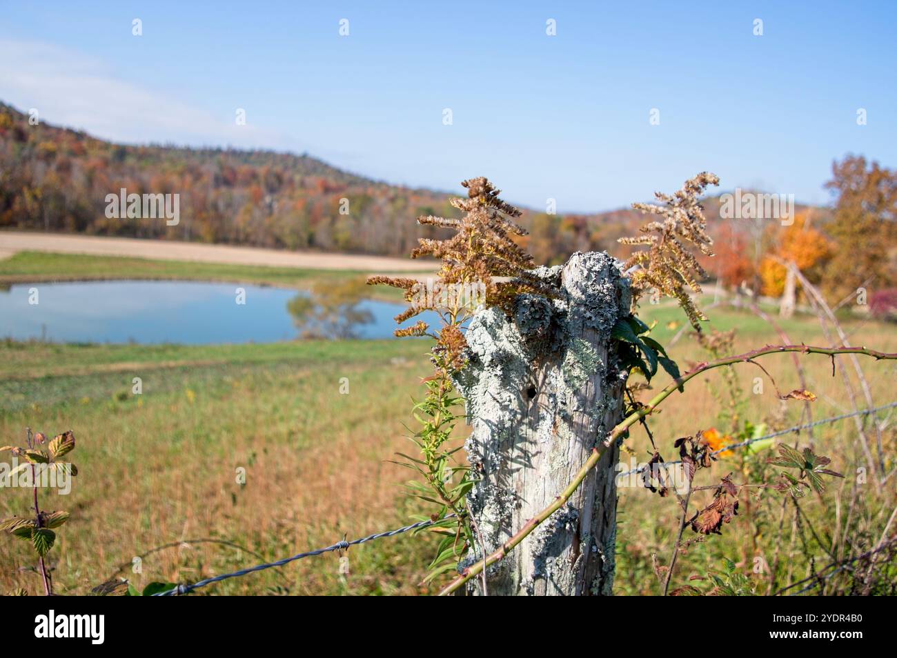 Calm pond against background hi-res stock photography and images - Alamy