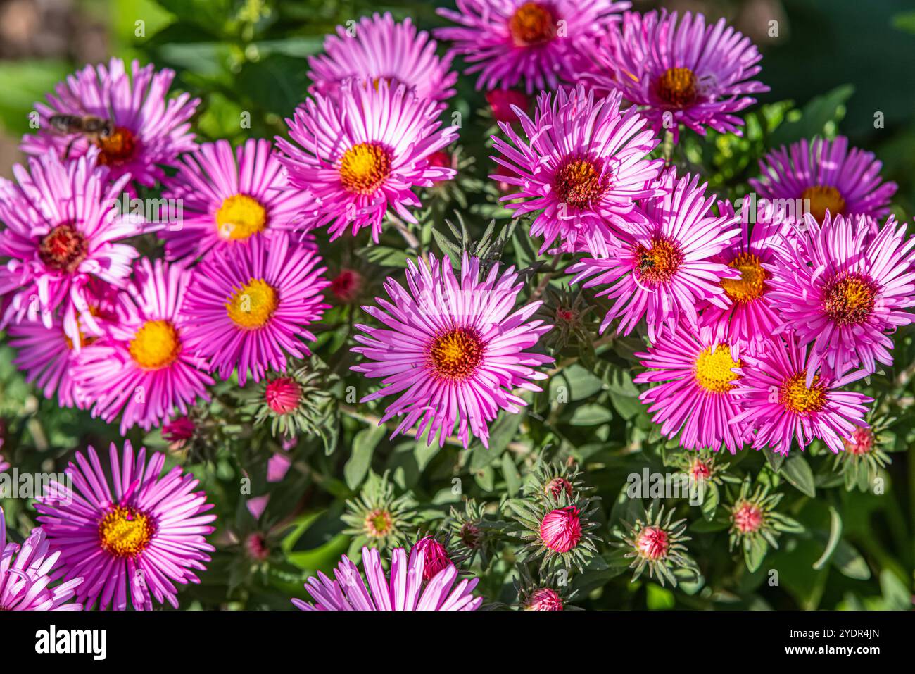 Symphyotrichum novae-angliae is a species of flowering plant in the aster family (Asteraceae ...