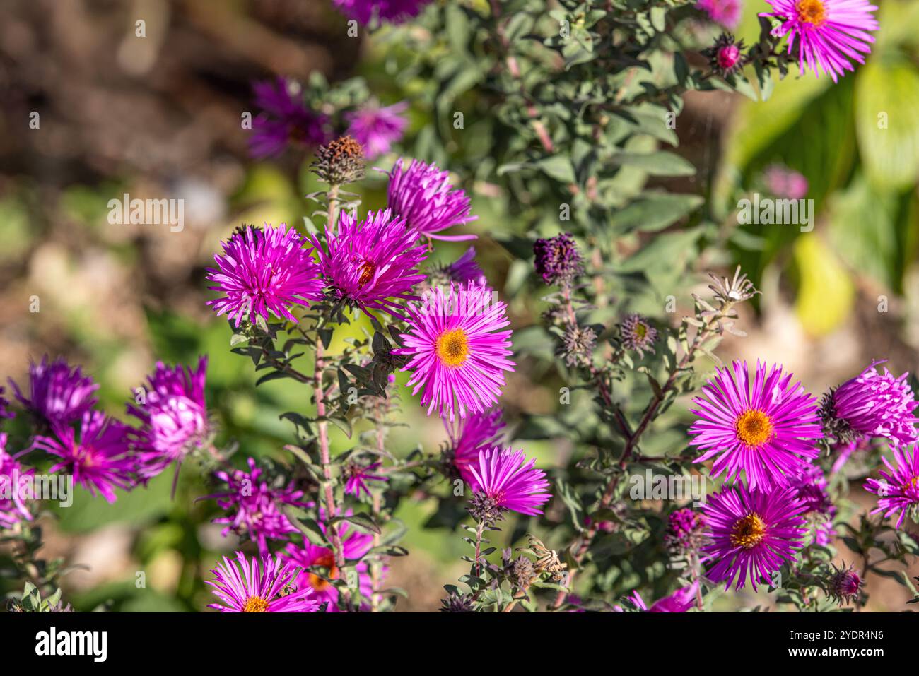 Symphyotrichum novae-angliae is a species of flowering plant in the ...