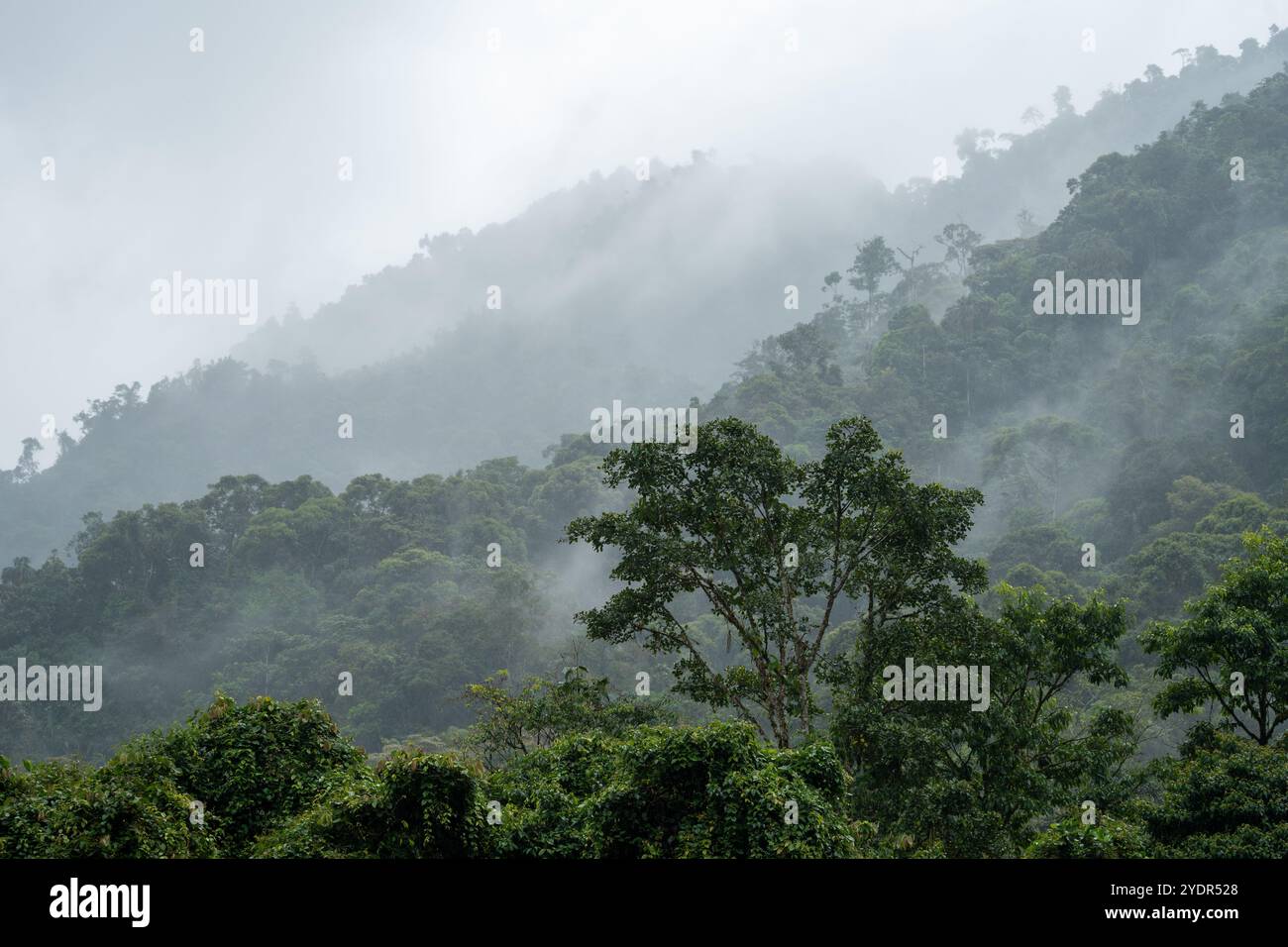 Layers of dense jungle vegetation and low lying clouds in the Mindo ...
