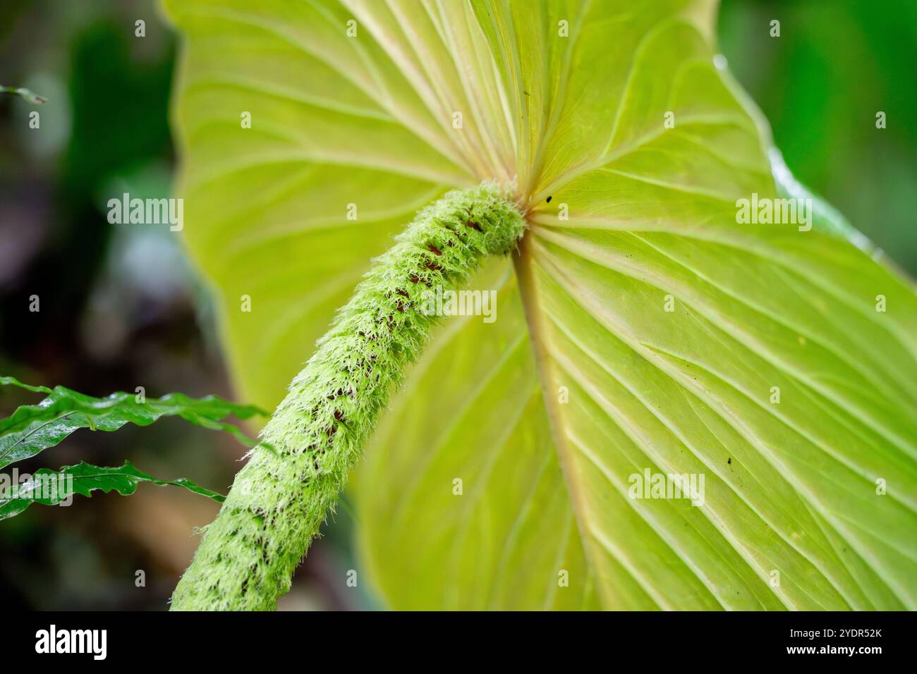 Underside of a wild philodendron fibrosum in Ecuador with intricate ...