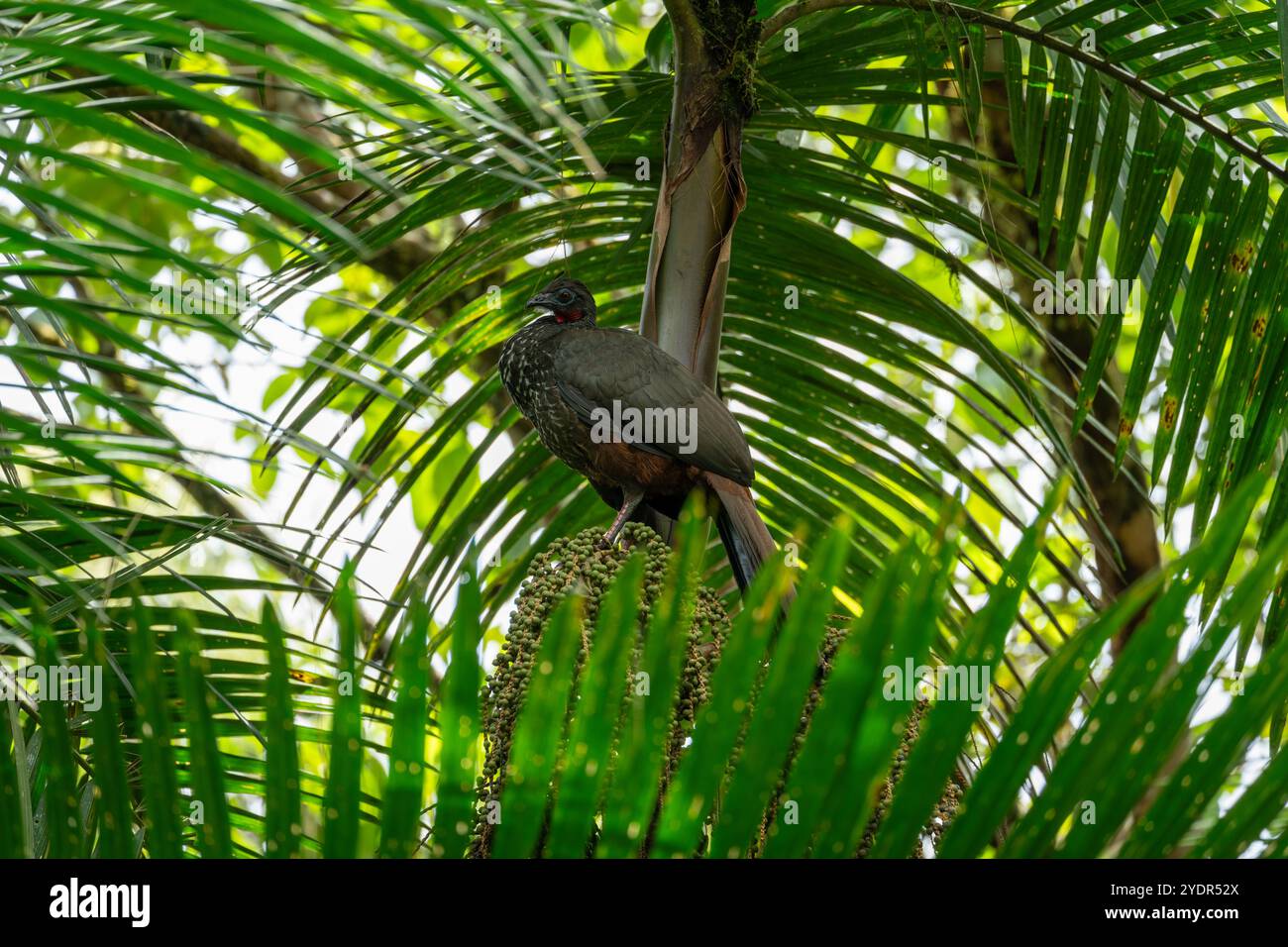 Andean guan with red throat perched within a palm tree in Mindo ...