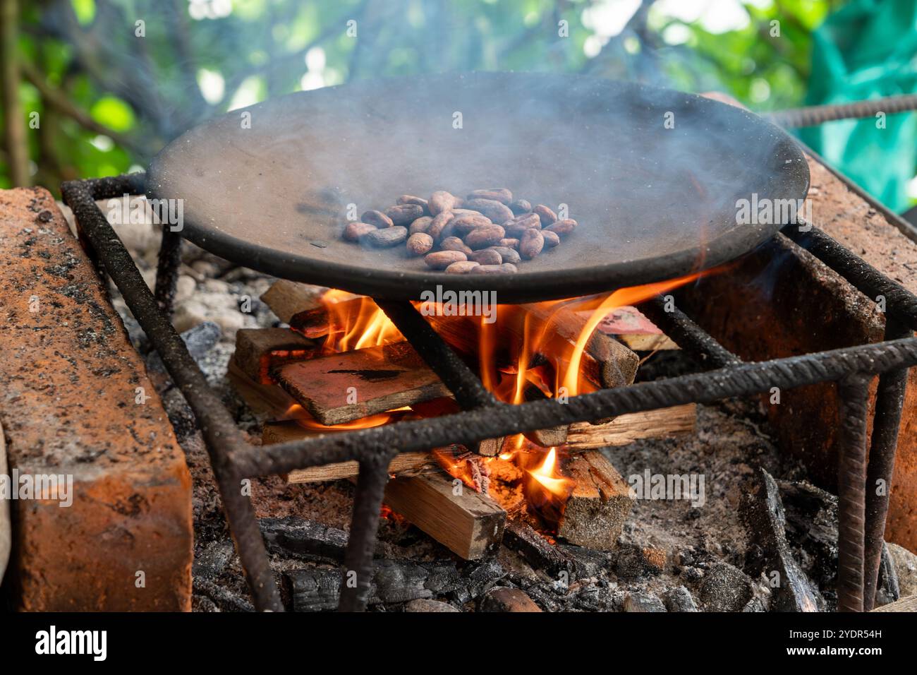 Cacao beans roasting over a smokey fire on a primitive grill. View from ...